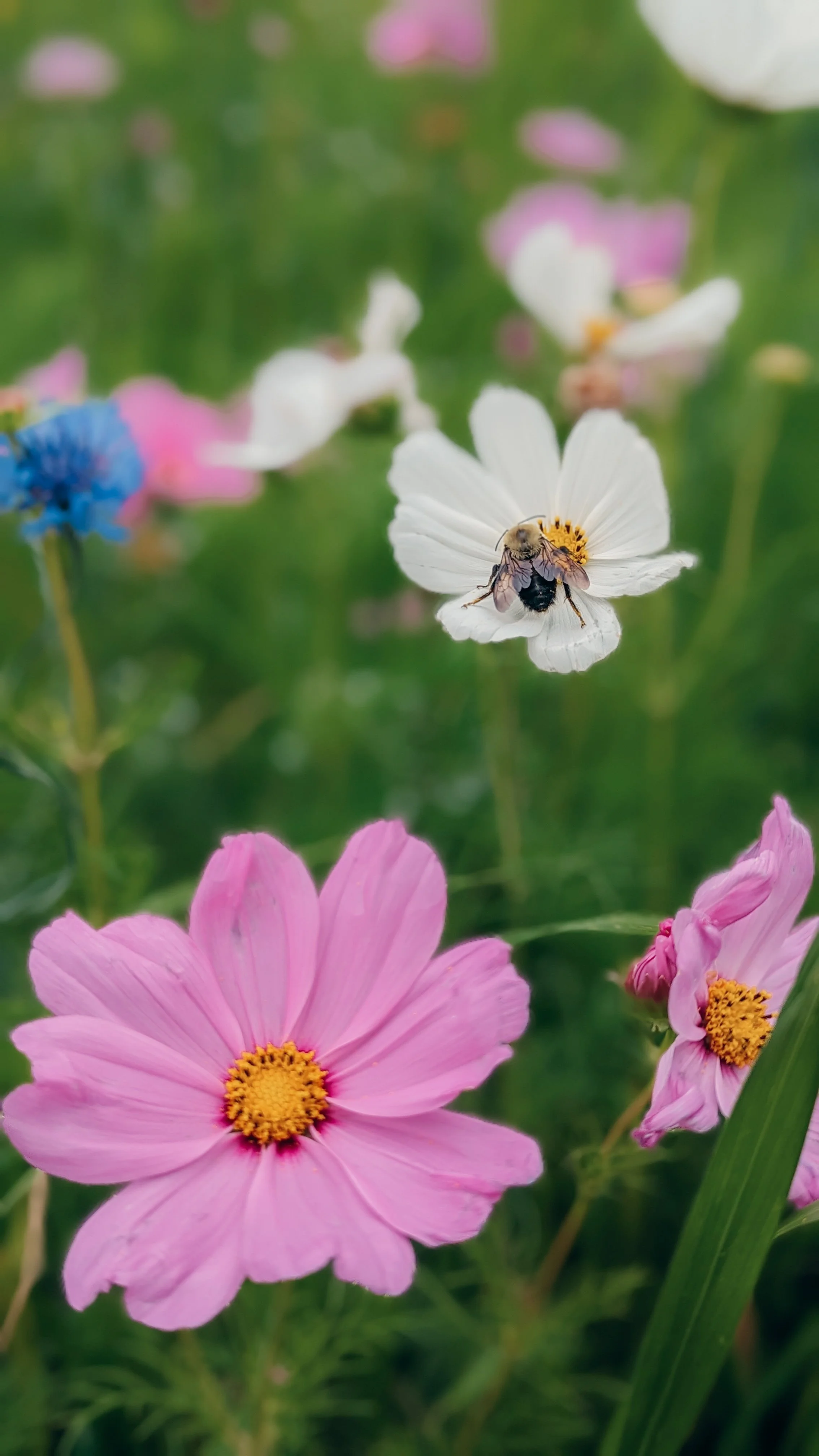 Cosmos — Back Forty Flowers