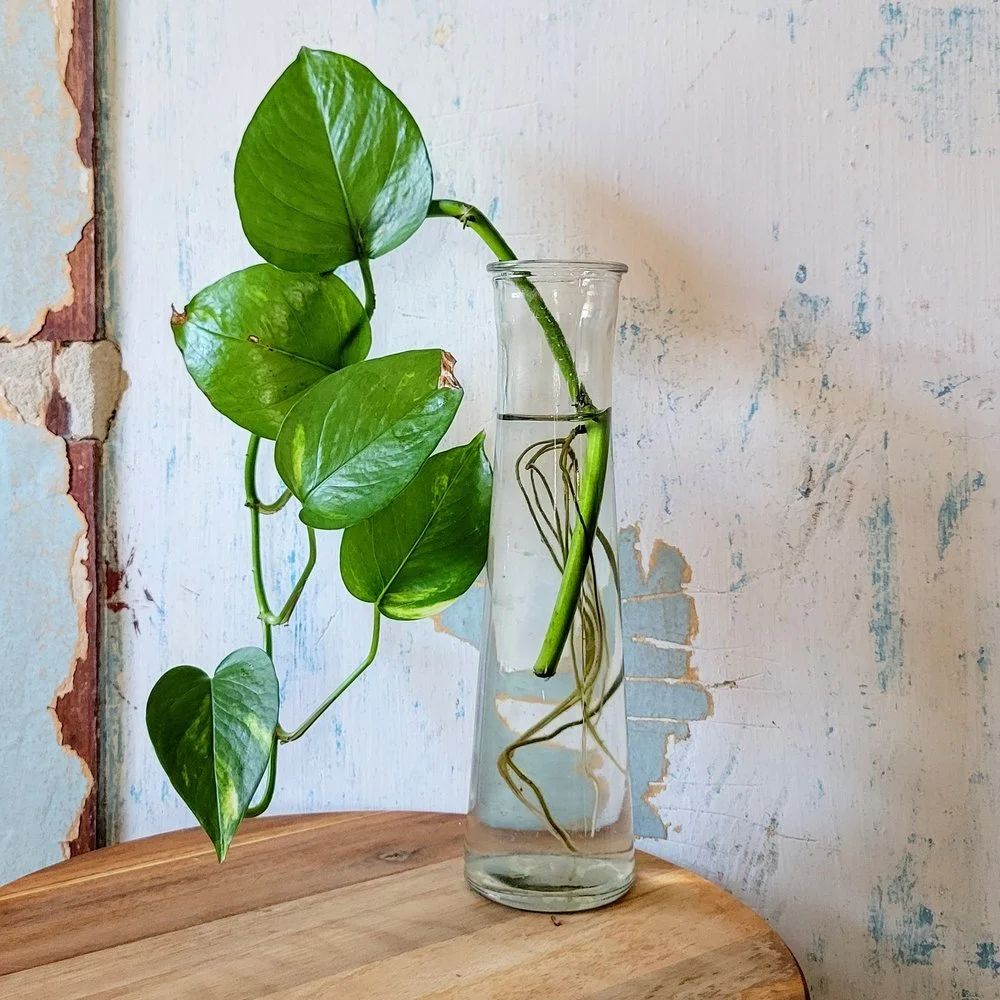 Propagating Pothos For Beginners — Back Forty Flowers