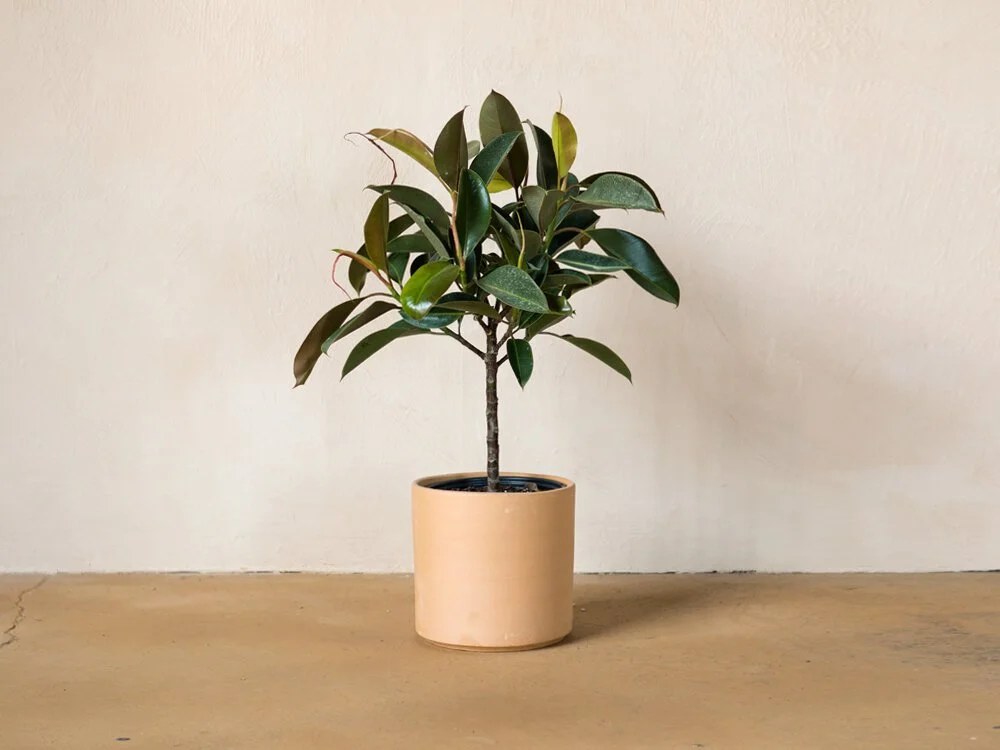 Ficus Elastica Tree