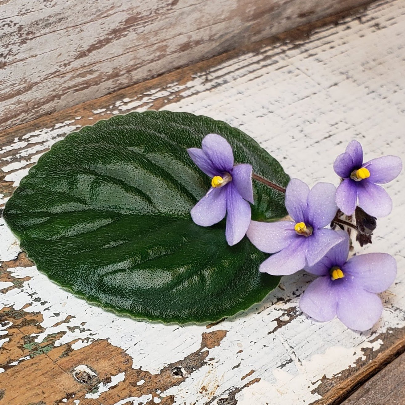 Shop — Petals & Leaves