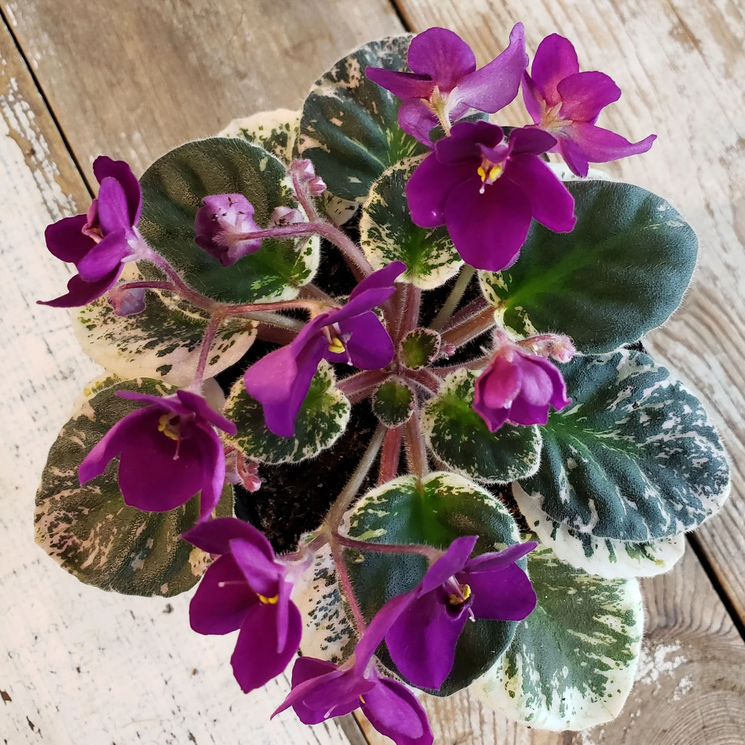 Shop — Petals & Leaves