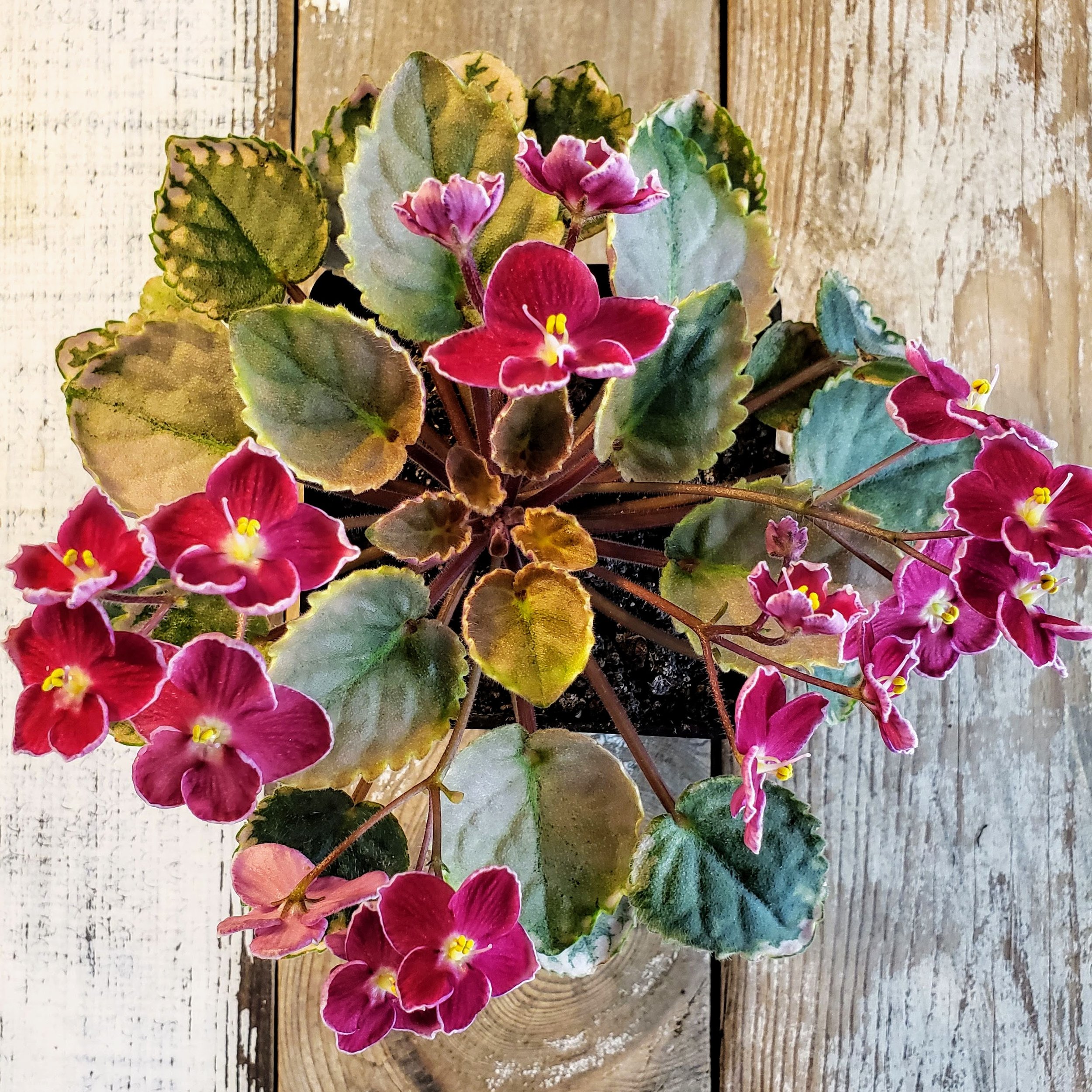 Shop — Petals & Leaves