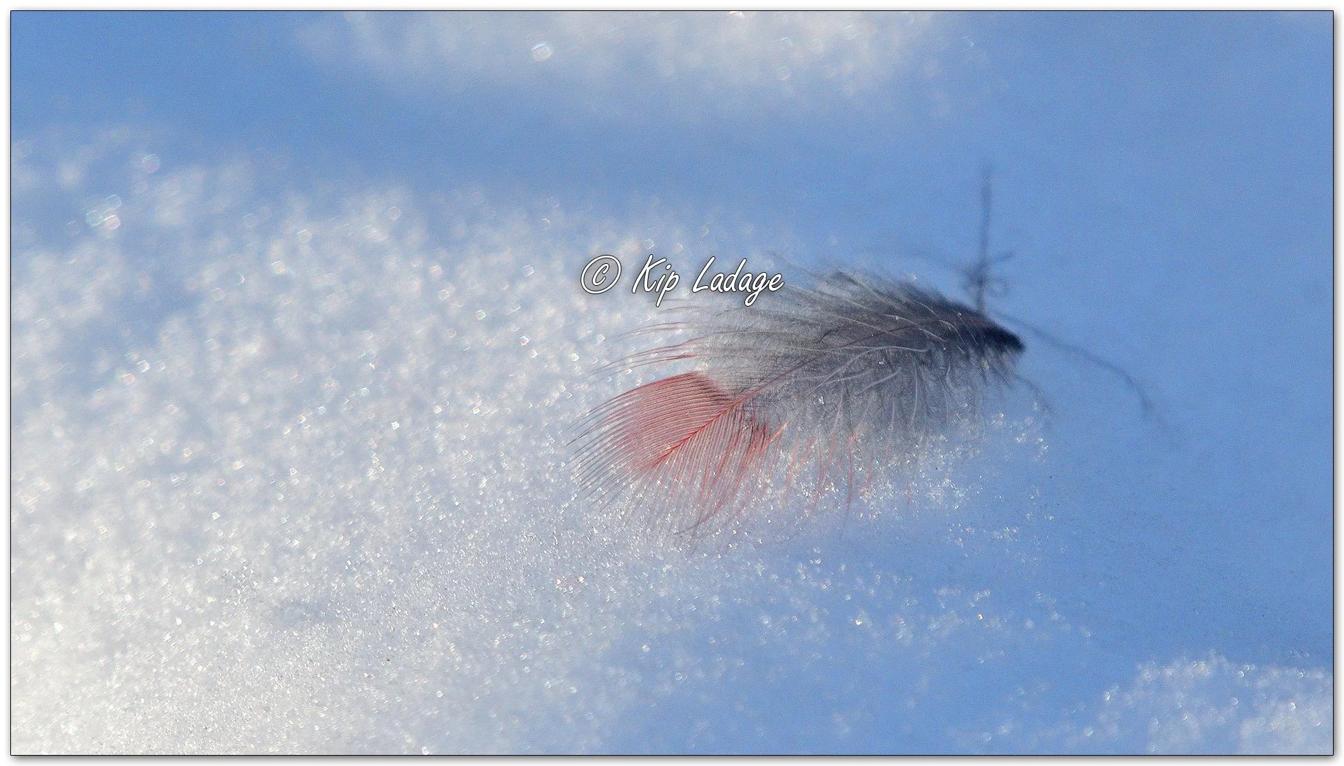 Kip’s Comments - January 19, 2024 — LadagePhotography.com