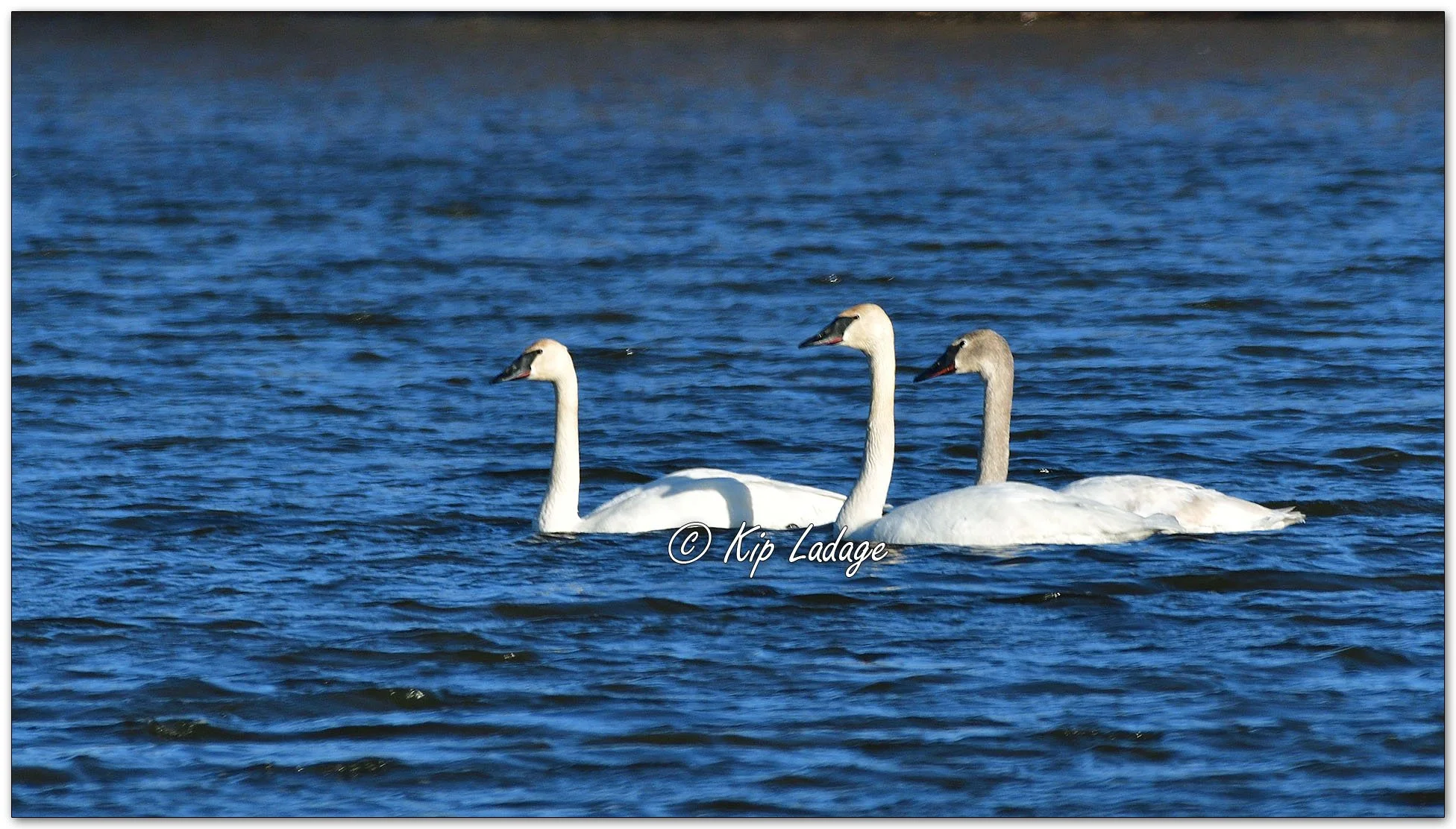 Kip’s Comments - March 9, 2024 — LadagePhotography.com