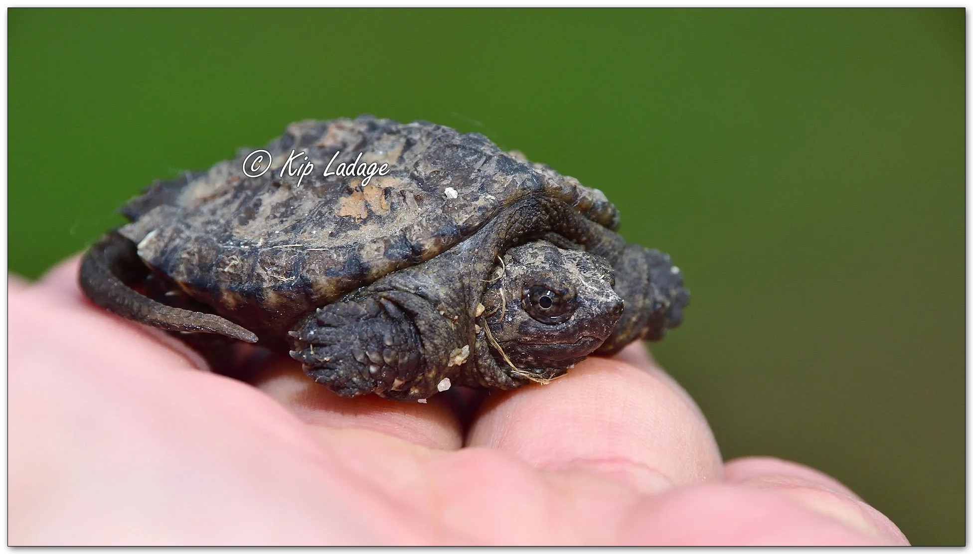 Kip’s Comments - June 5, 2024 — LadagePhotography.com