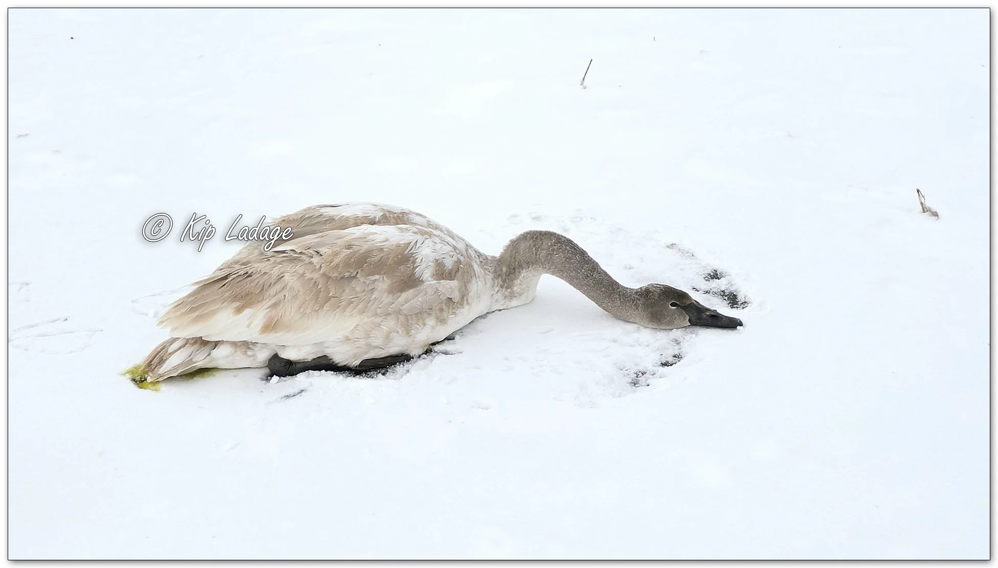 Kip’s Comments - December 18, 2024 — LadagePhotography.com