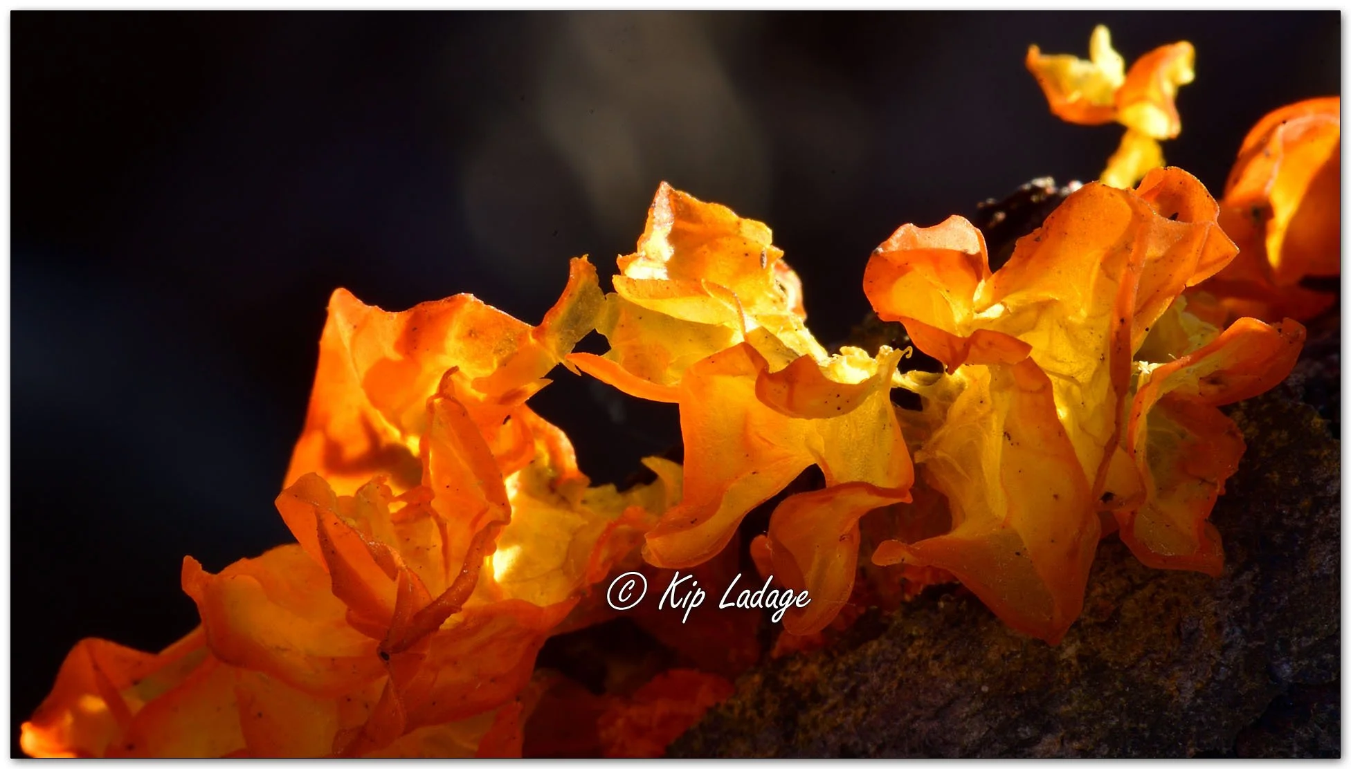 Kip’s Comments - January 6, 2025 — LadagePhotography.com