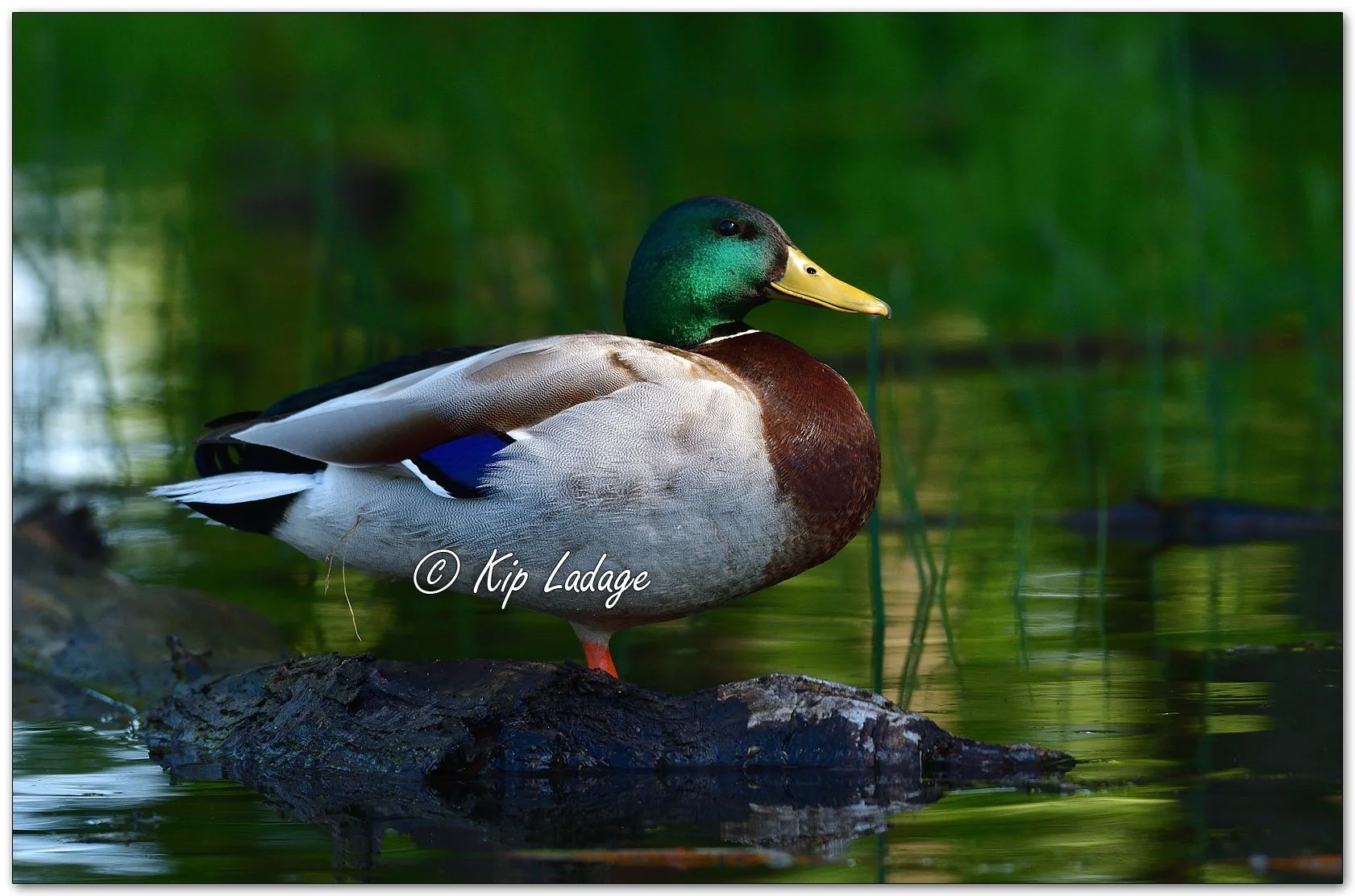 Kip’s Comments - May 11 and 12, 2024 — LadagePhotography.com