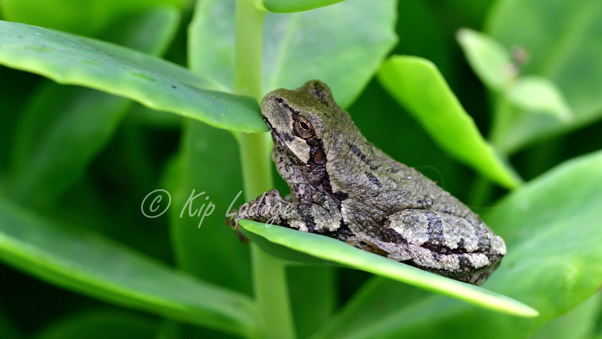Gallery - Amphibians - Frogs — LadagePhotography.com