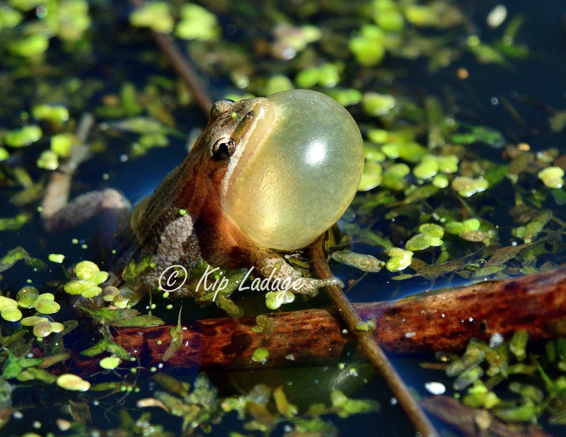 Gallery - Amphibians - Frogs — LadagePhotography.com