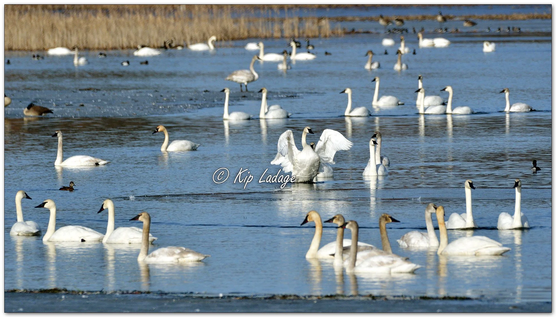 Kip’s Comments - March 9, 2025 — LadagePhotography.com