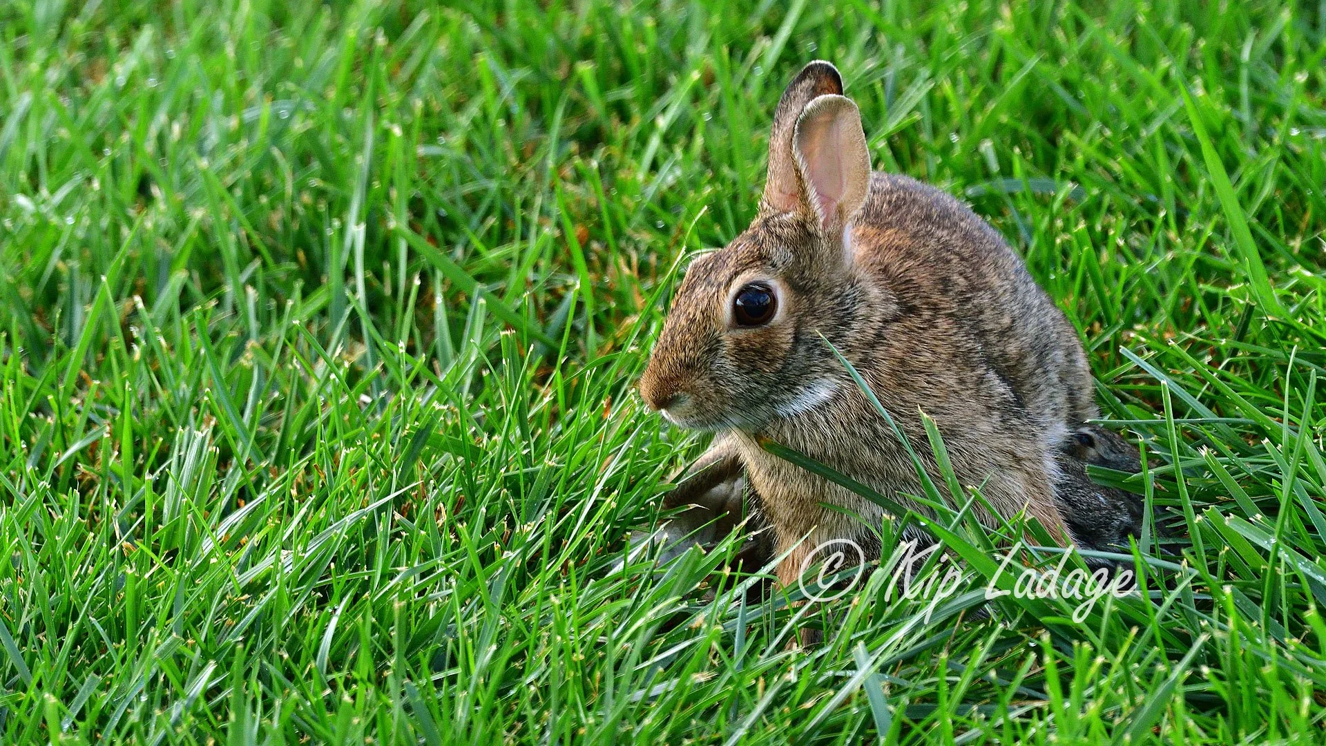 Gallery - Mammals - Rabbits — LadagePhotography.com
