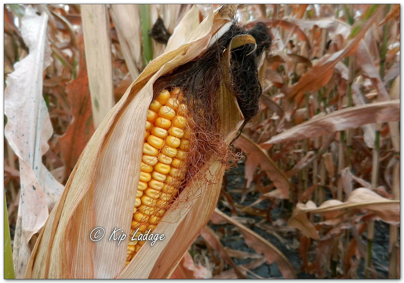 Kip’s Comments - October 3, 2024 — LadagePhotography.com