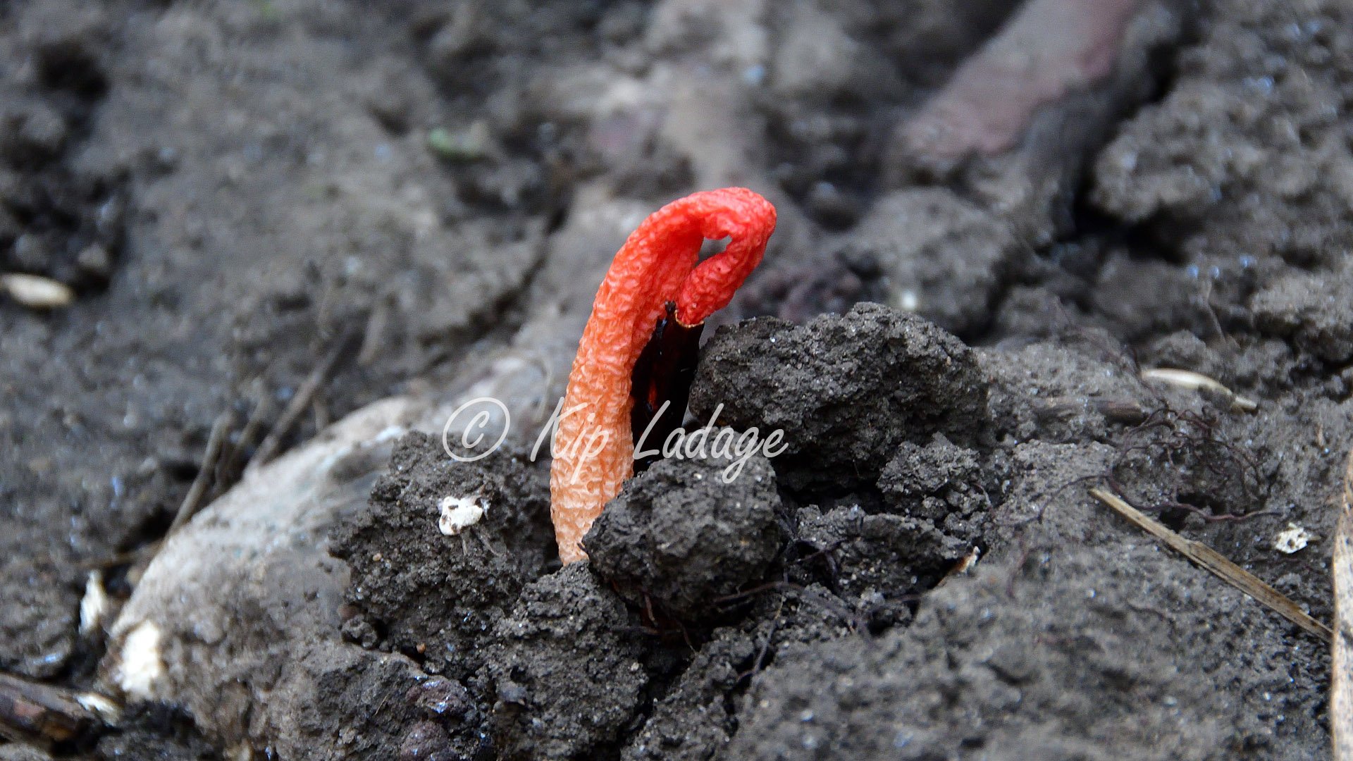 Gallery - Fungi/Lichens/Mosses — LadagePhotography.com