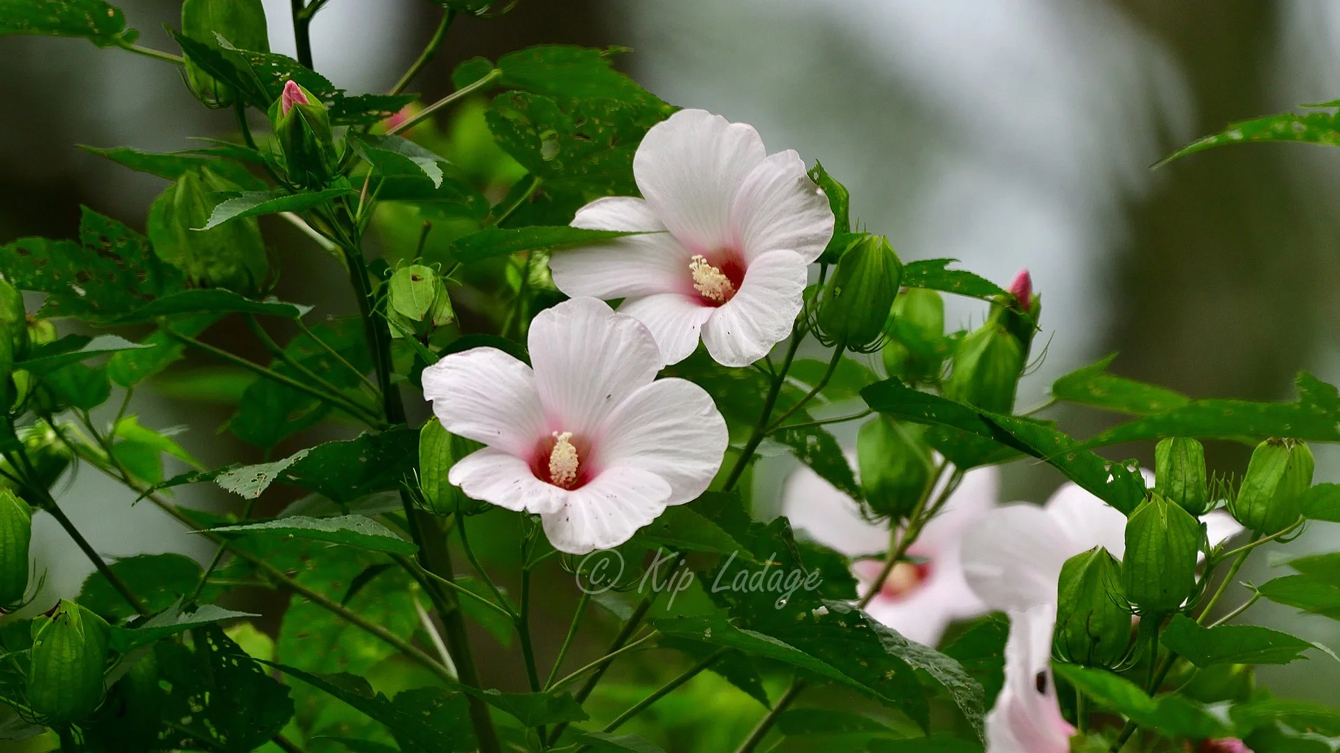 LadagePhotography.com