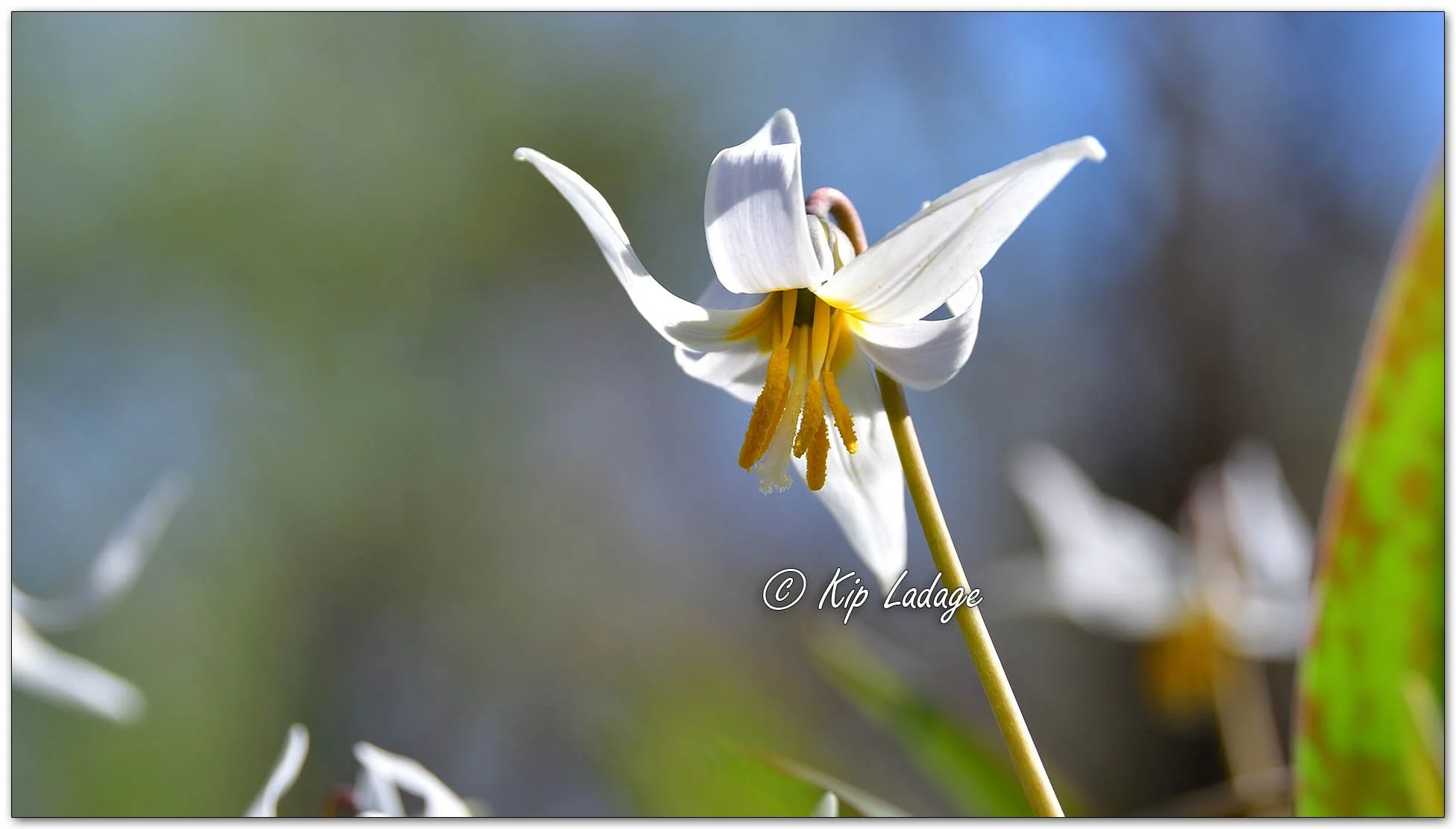 Kip’s Comments - April 21, 2024 — LadagePhotography.com