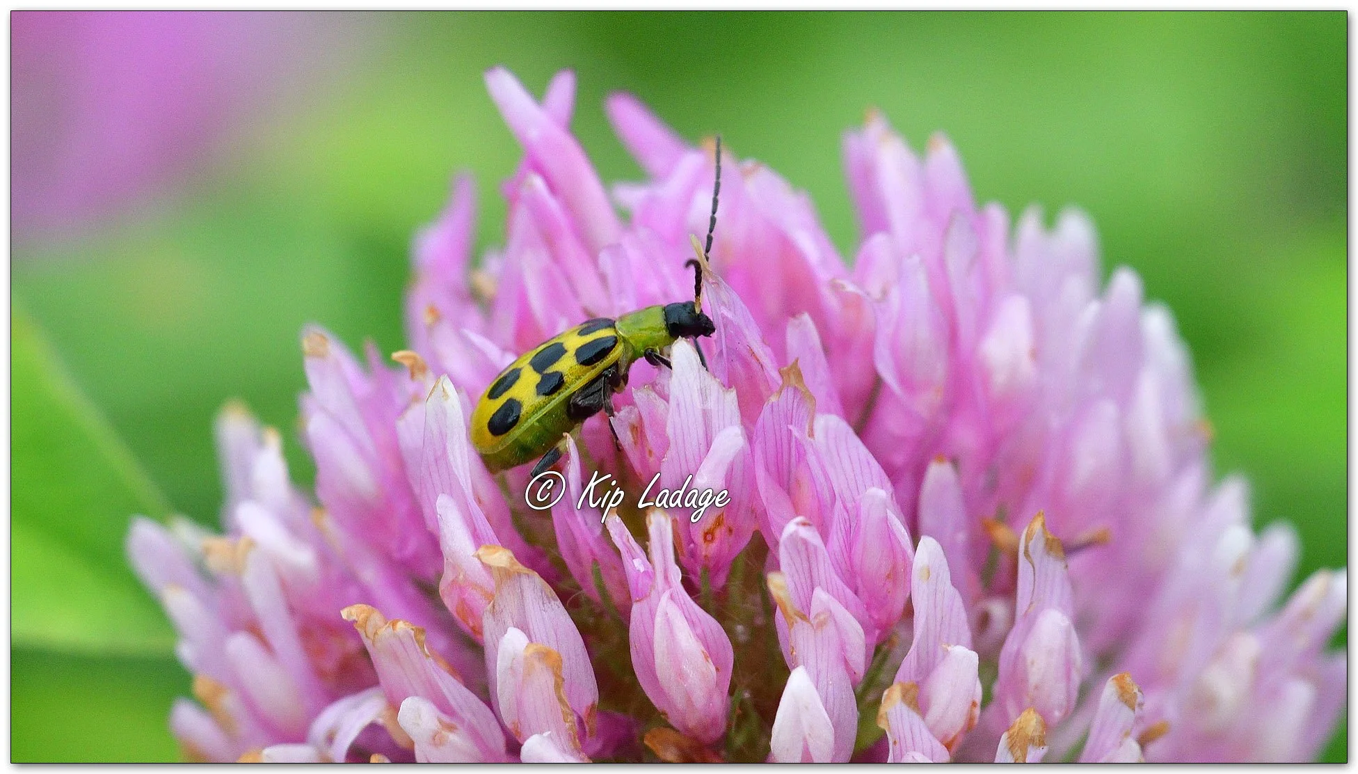 Kip’s Comments - June 8, 2024 — LadagePhotography.com