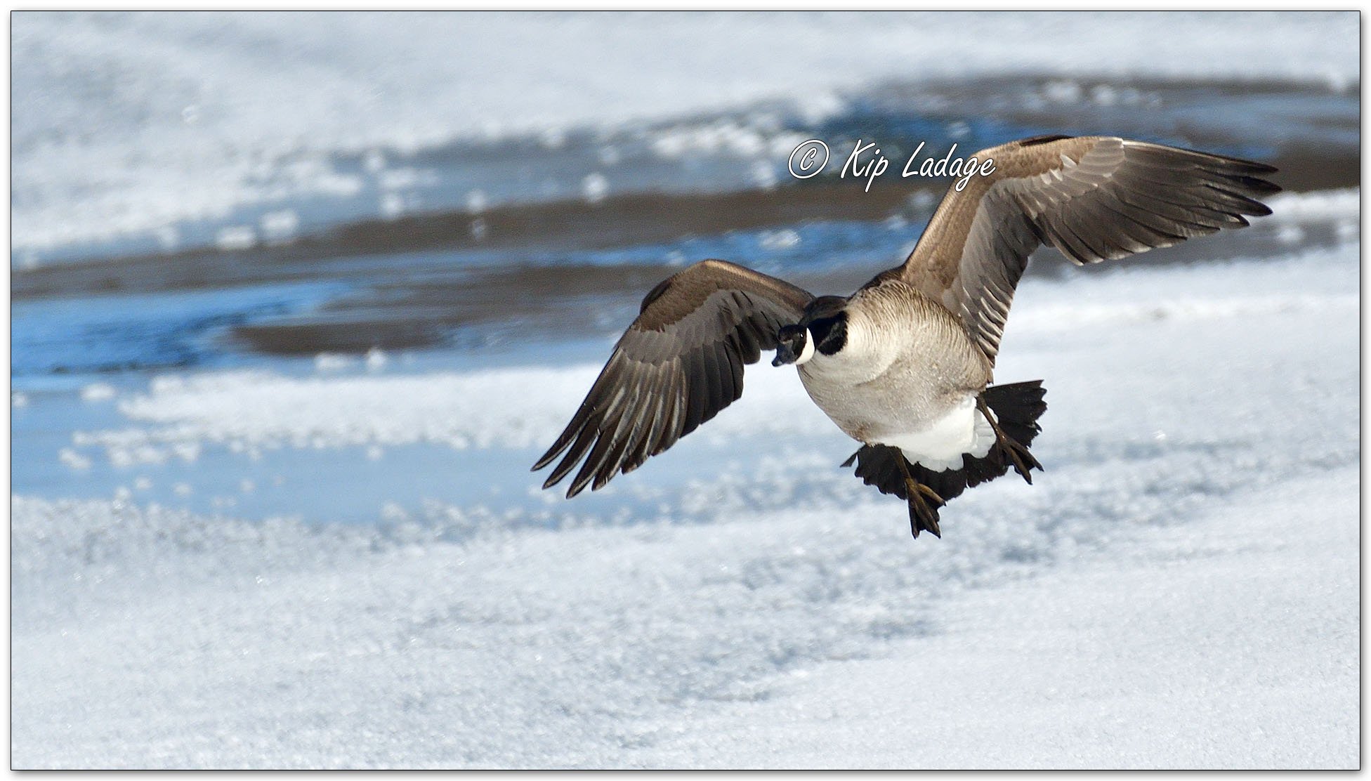 Kip’s Comments - February 21, 2025 — LadagePhotography.com