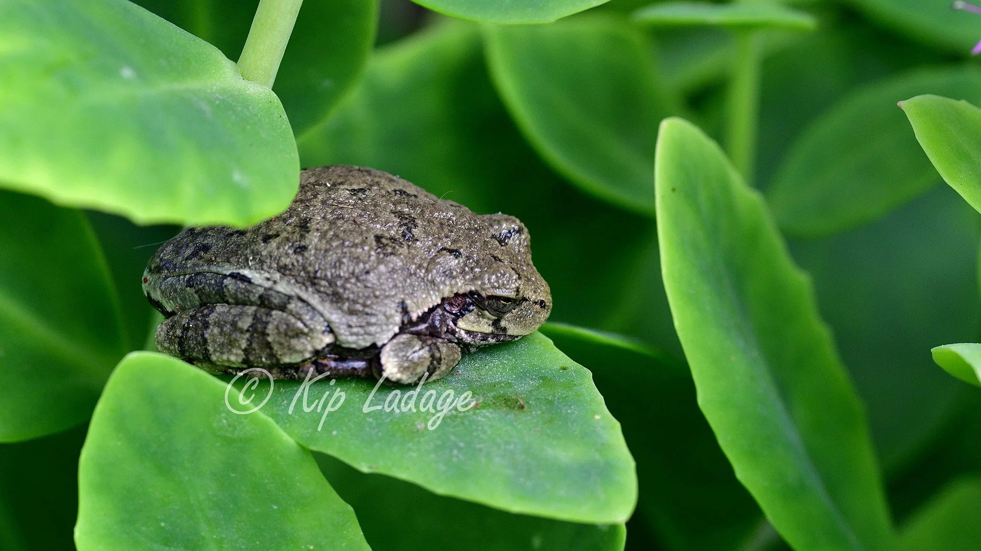 Gallery - Amphibians - Frogs — LadagePhotography.com