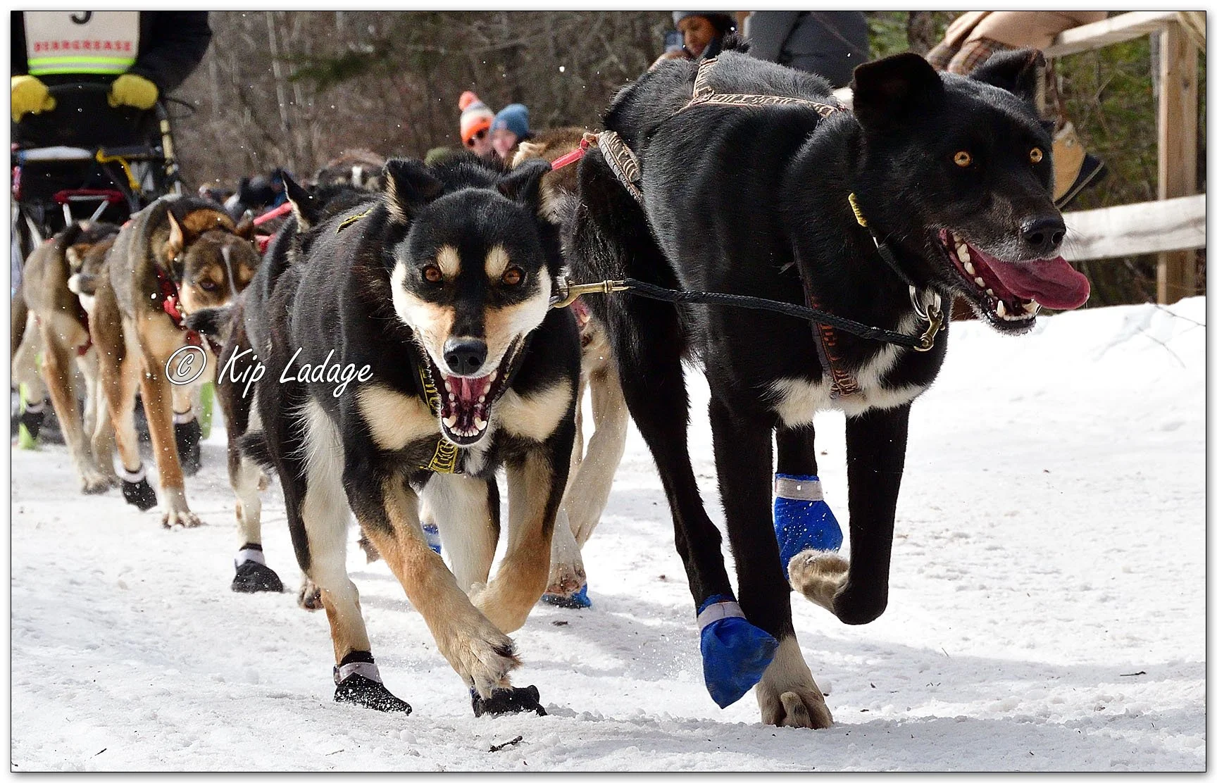 Kip’s Comments - March 1 through March 6, 2025 — LadagePhotography.com