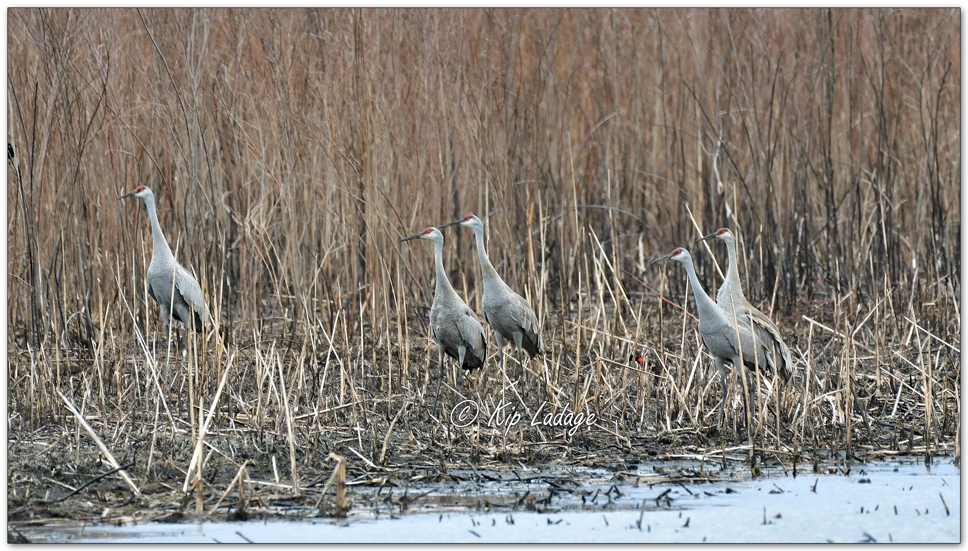 Kip’s Comments - March 16, 2024 — LadagePhotography.com