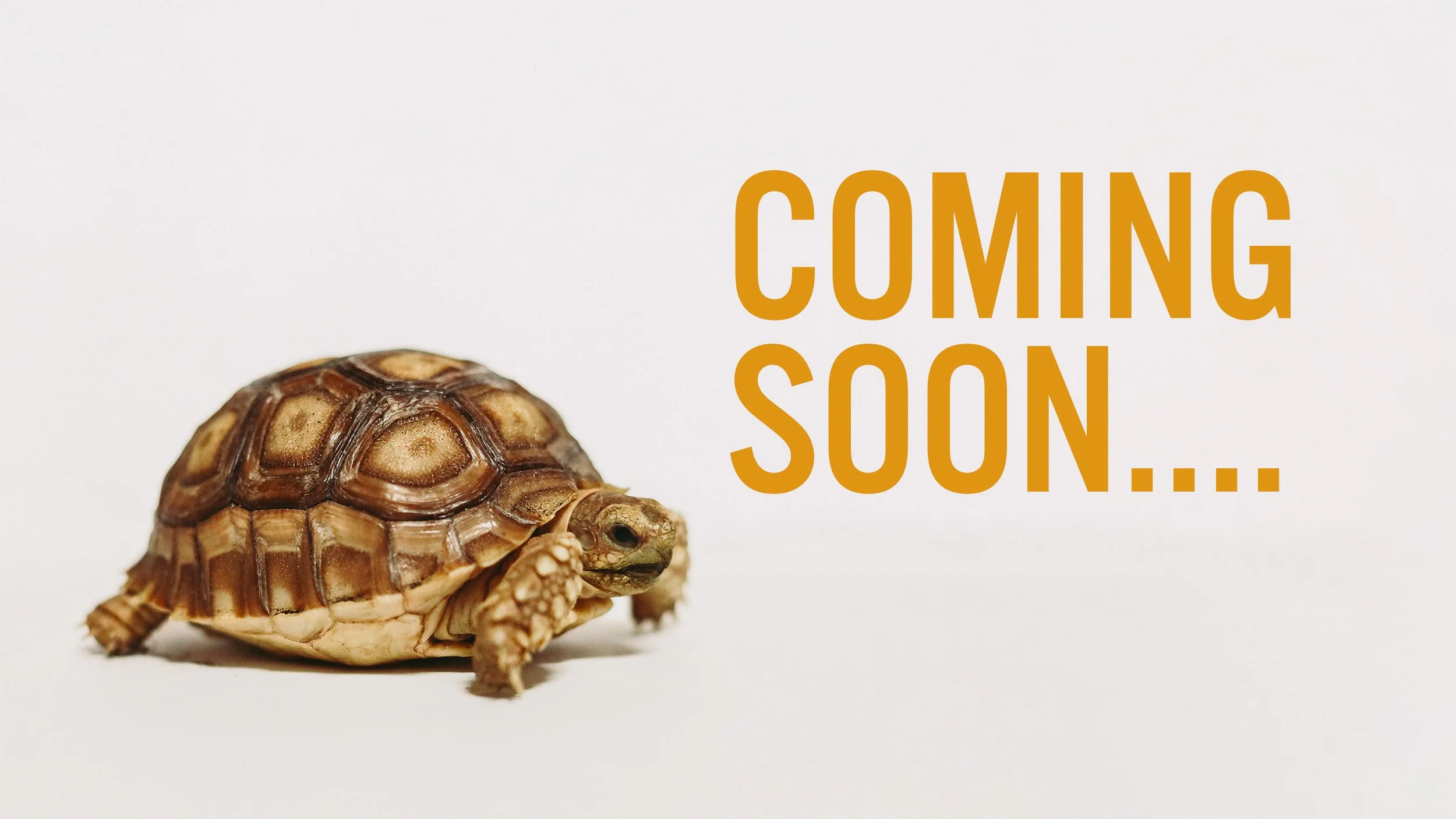 Responsible Reptile Keeping