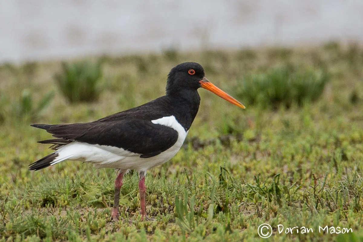 Events — Adur River Recovery