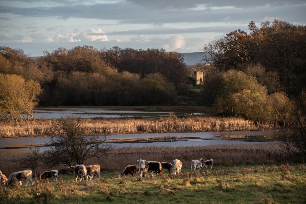 Adur River Recovery