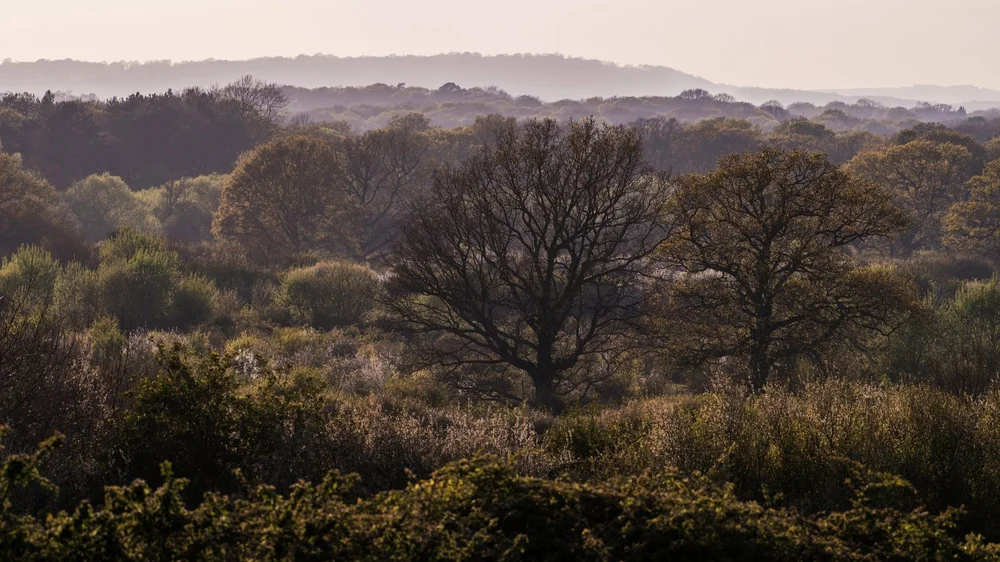 Latest projects — Knepp Wildland Foundation