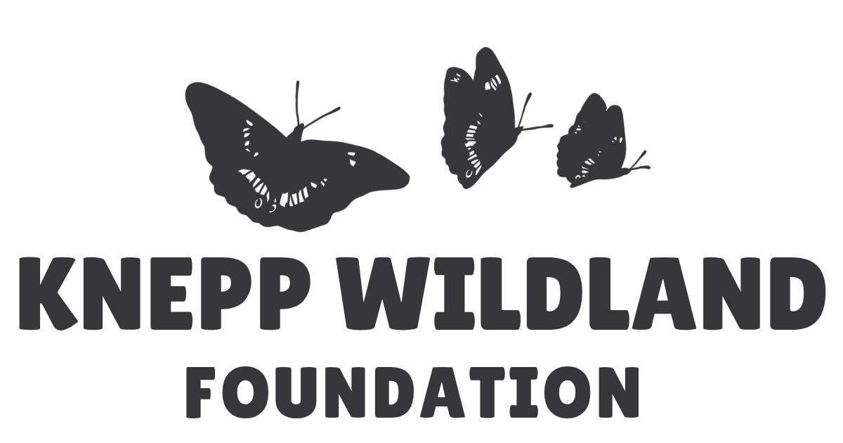 Latest projects — Knepp Wildland Foundation