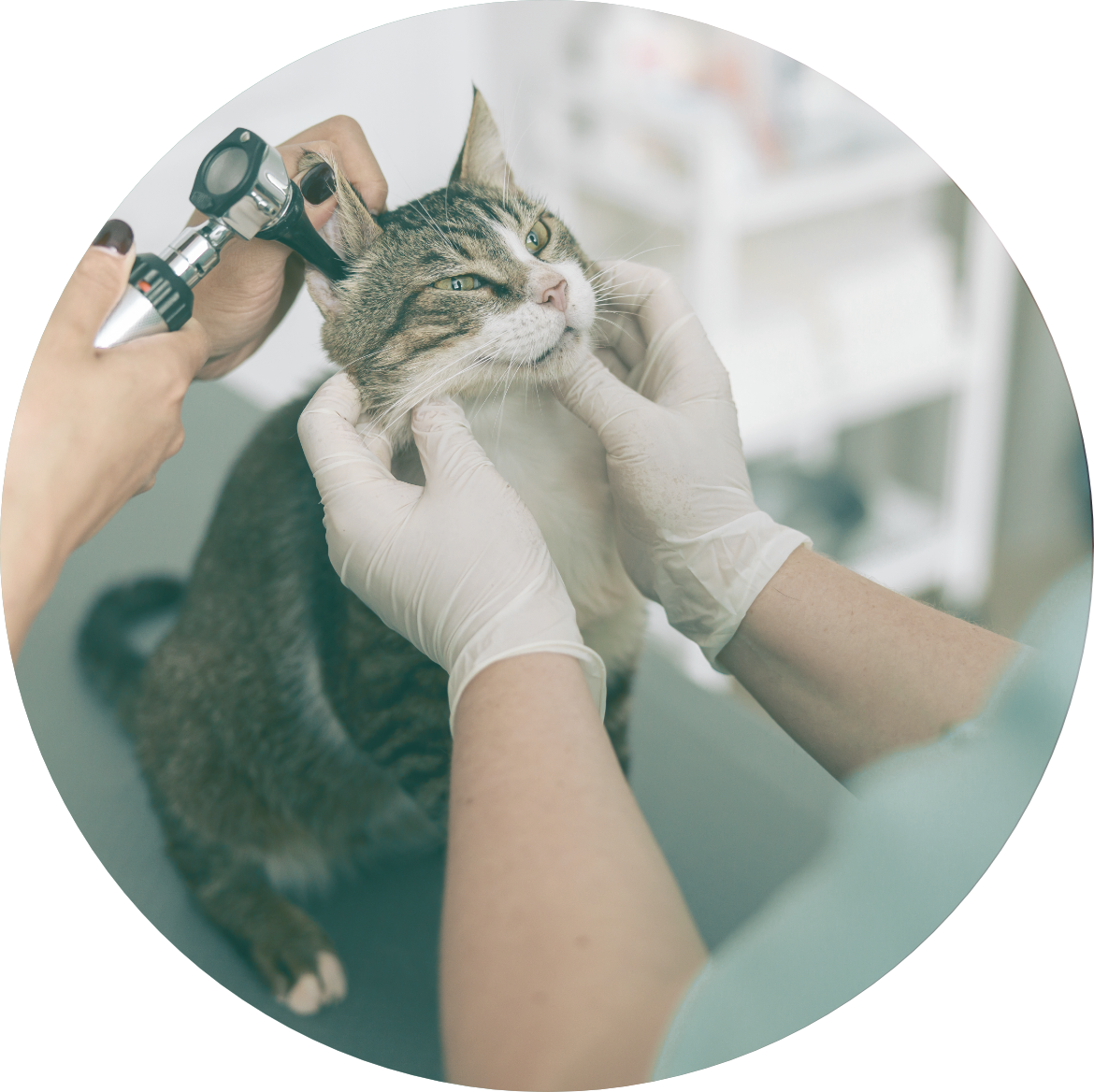 Katzen Praxis, Dr. L. Wohlgroth - Horgen ZH