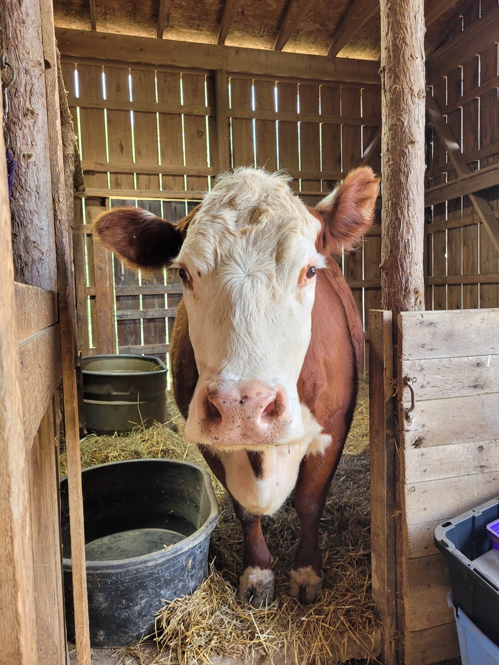 Meet the Animals of Kindred Spirits Rescue Ranch — Kindred Spirits ...