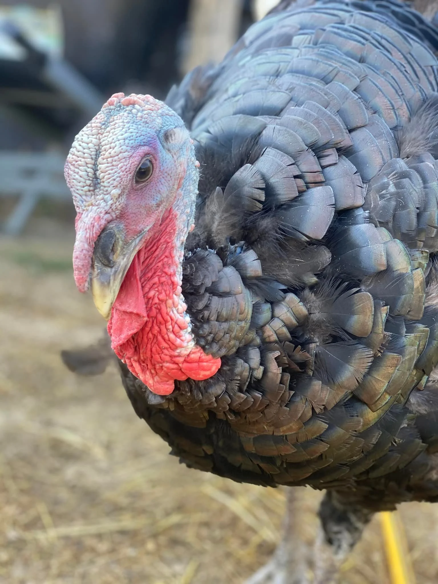 Meet the Animals of Kindred Spirits Rescue Ranch — Kindred Spirits ...