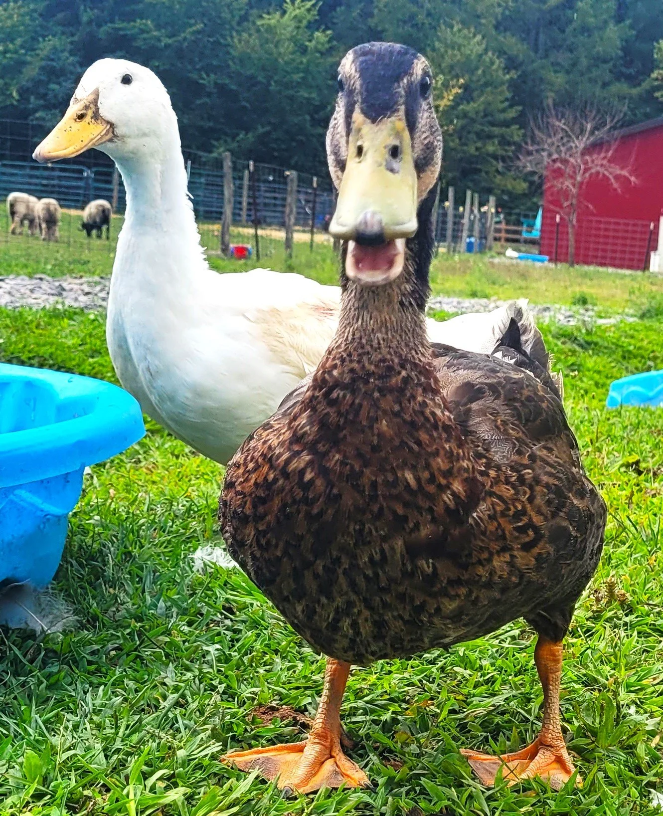Meet the Animals of Kindred Spirits Rescue Ranch — Kindred Spirits ...