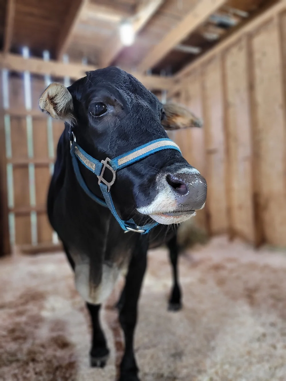 Meet the Animals of Kindred Spirits Rescue Ranch — Kindred Spirits ...