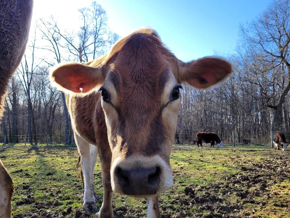 Meet the Animals of Kindred Spirits Rescue Ranch — Kindred Spirits ...