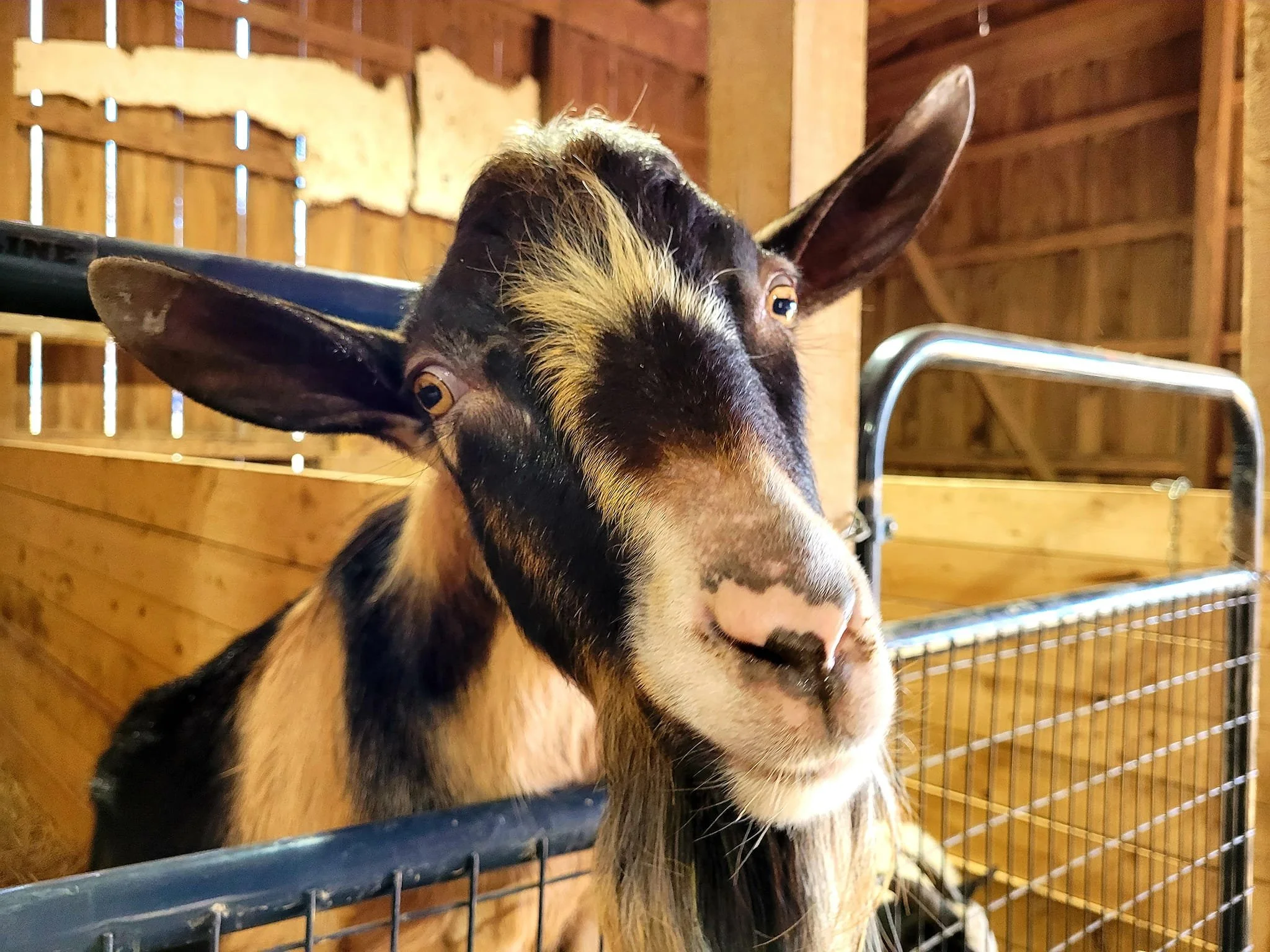 Meet the Animals of Kindred Spirits Rescue Ranch — Kindred Spirits ...