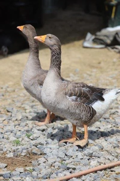 Meet the Animals of Kindred Spirits Rescue Ranch — Kindred Spirits ...