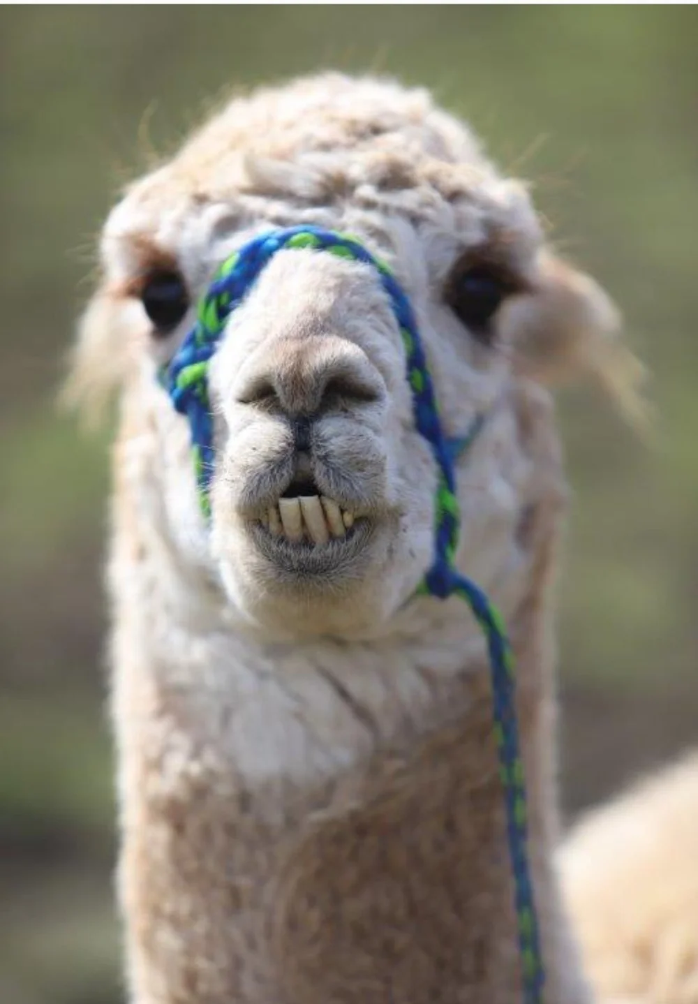 Meet the Animals of Kindred Spirits Rescue Ranch — Kindred Spirits ...