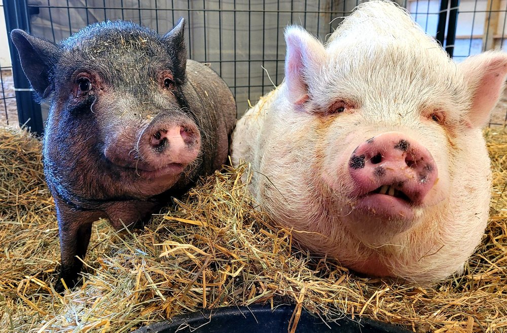 Meet the Animals of Kindred Spirits Rescue Ranch — Kindred Spirits ...