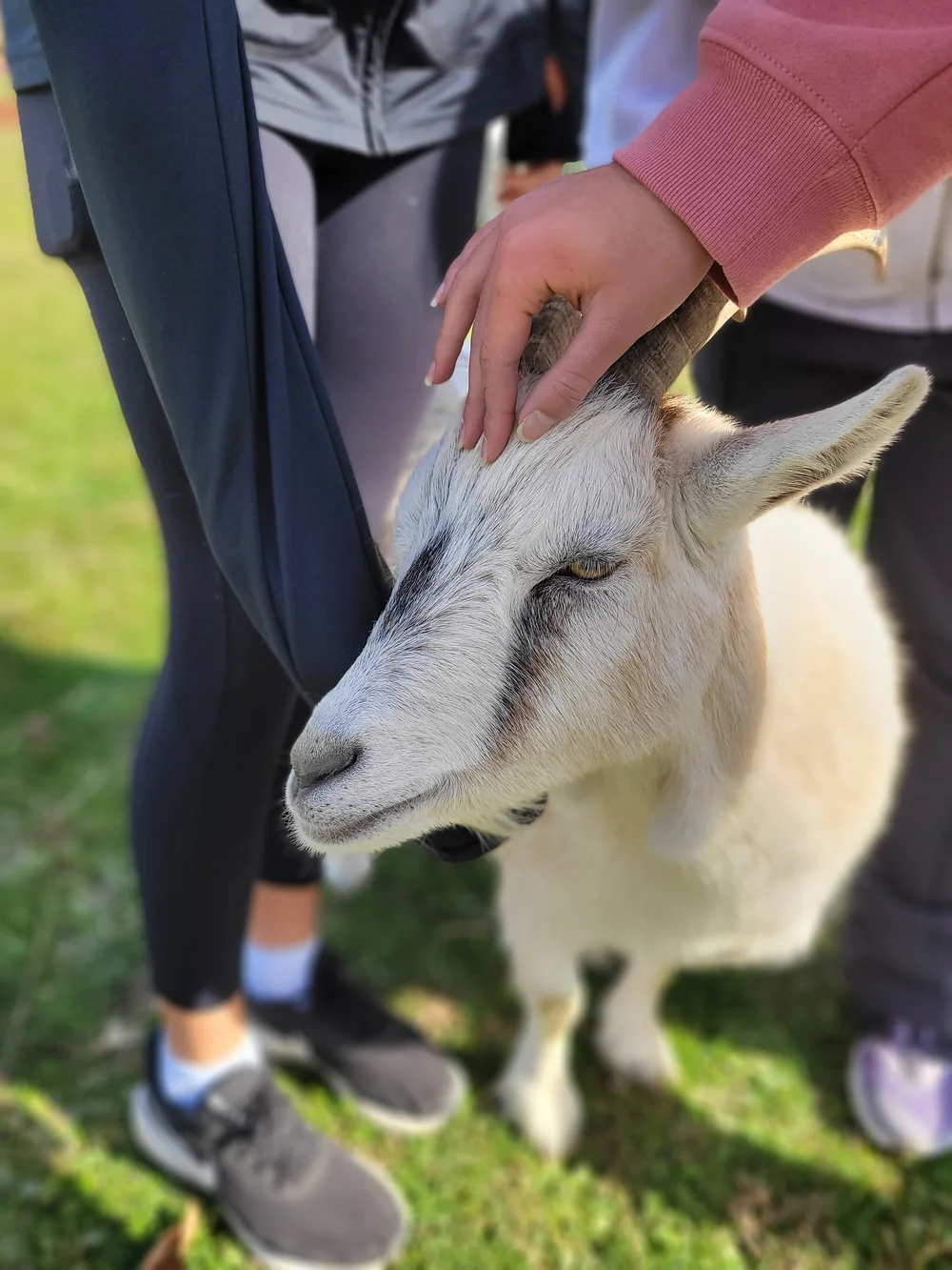 Group and Private Tours of Kindred Spirits Rescue Ranch farm animal ...