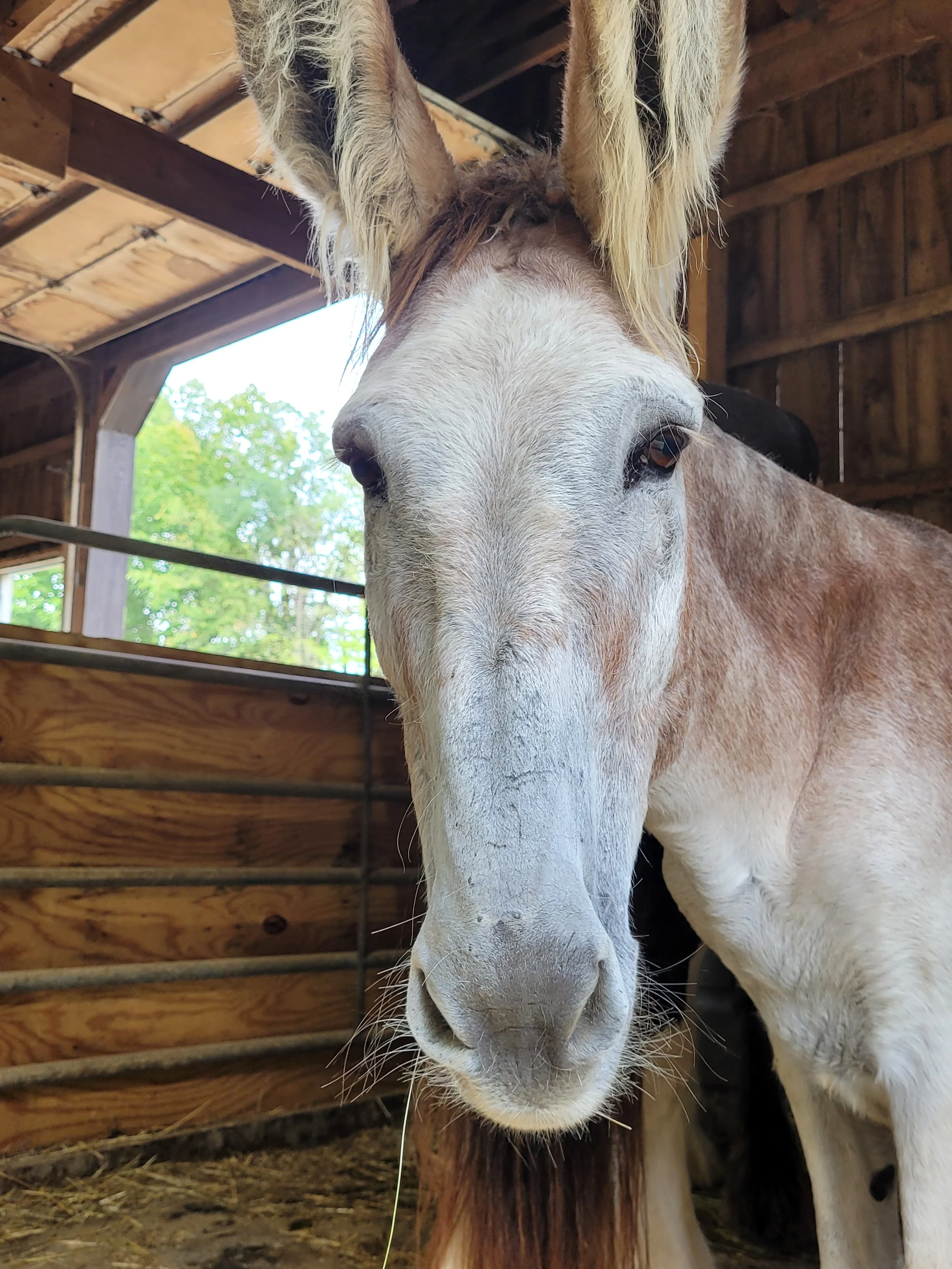 Meet the Animals of Kindred Spirits Rescue Ranch — Kindred Spirits ...