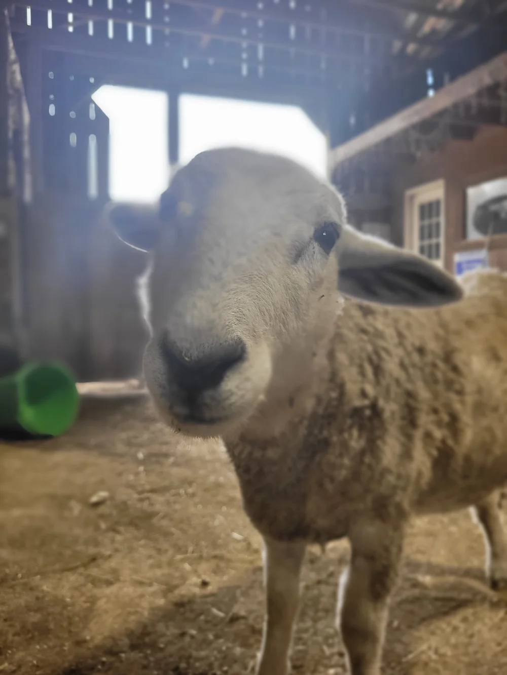 Meet the Animals of Kindred Spirits Rescue Ranch — Kindred Spirits ...