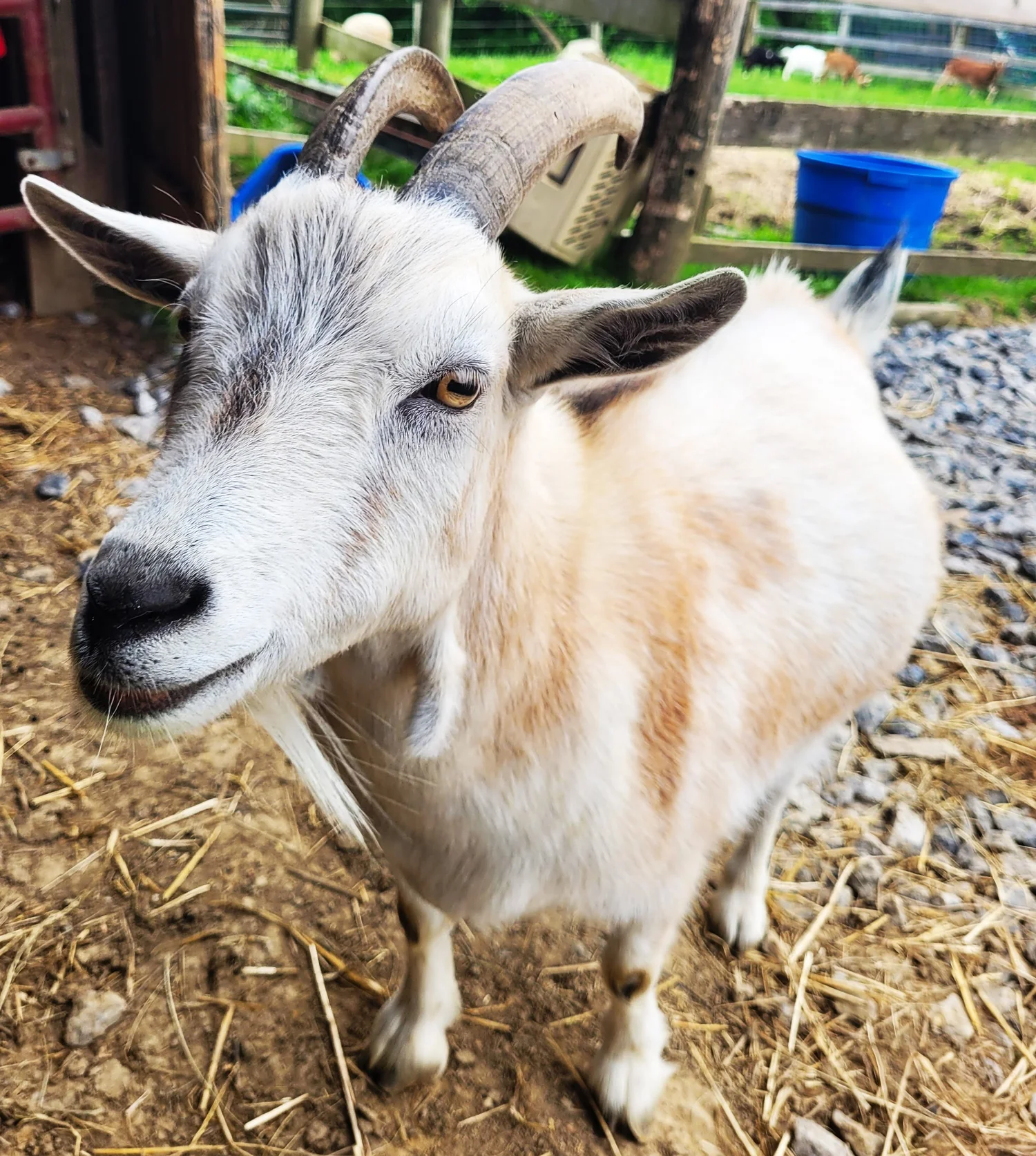 Donate, Volunteer, and Help the Animals of Kindred Spirits Rescue Ranch ...