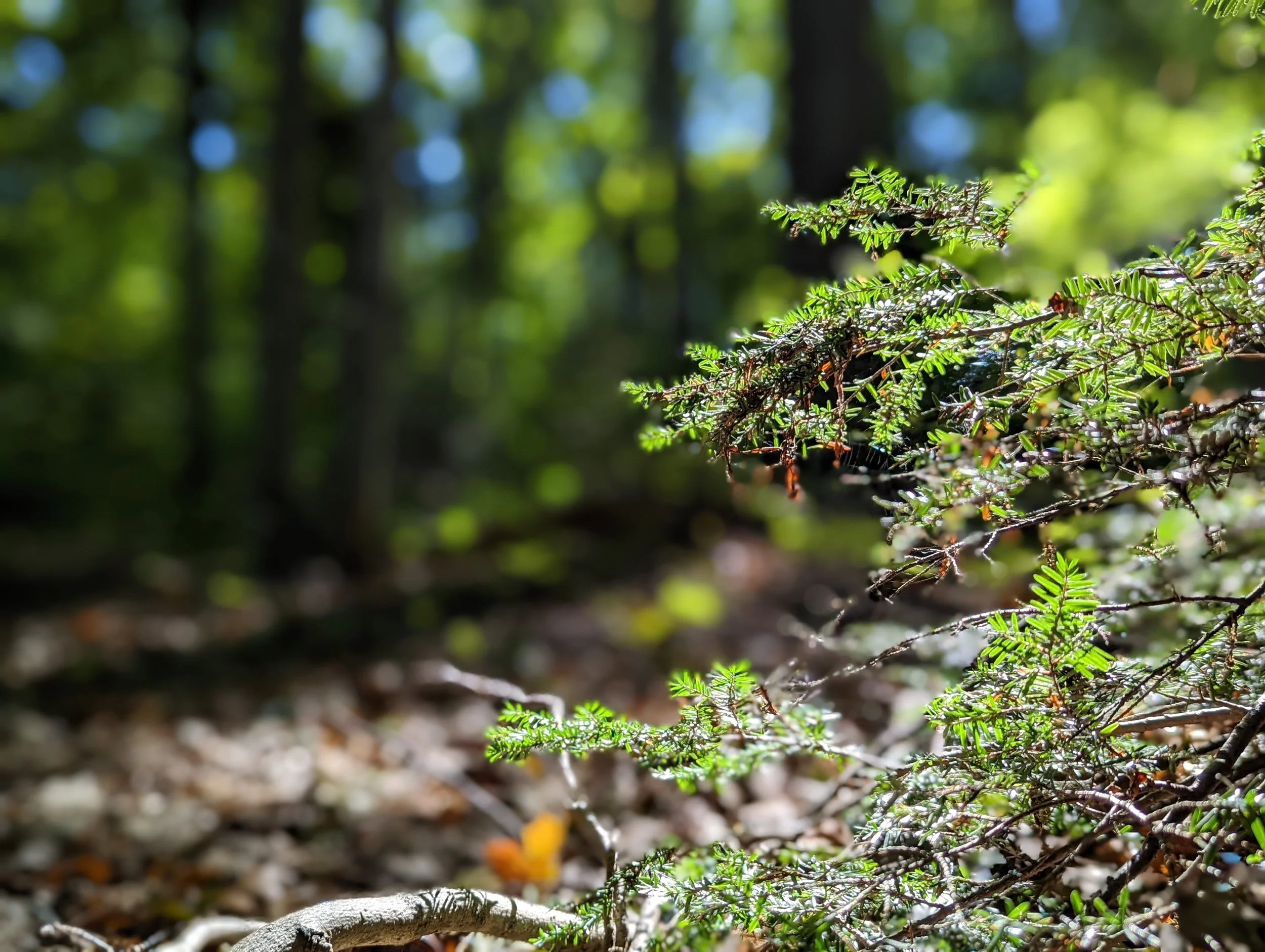 Resources — Project Trailhead