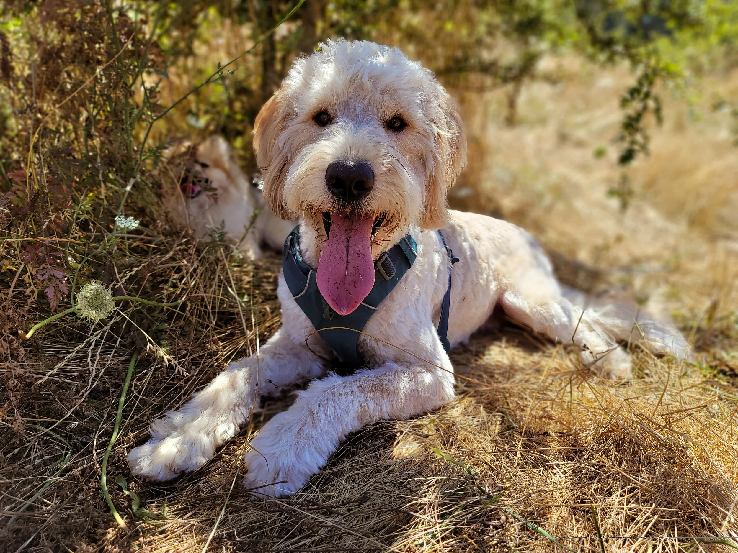 Professional Dog Trainer — Mission Paws Dog School