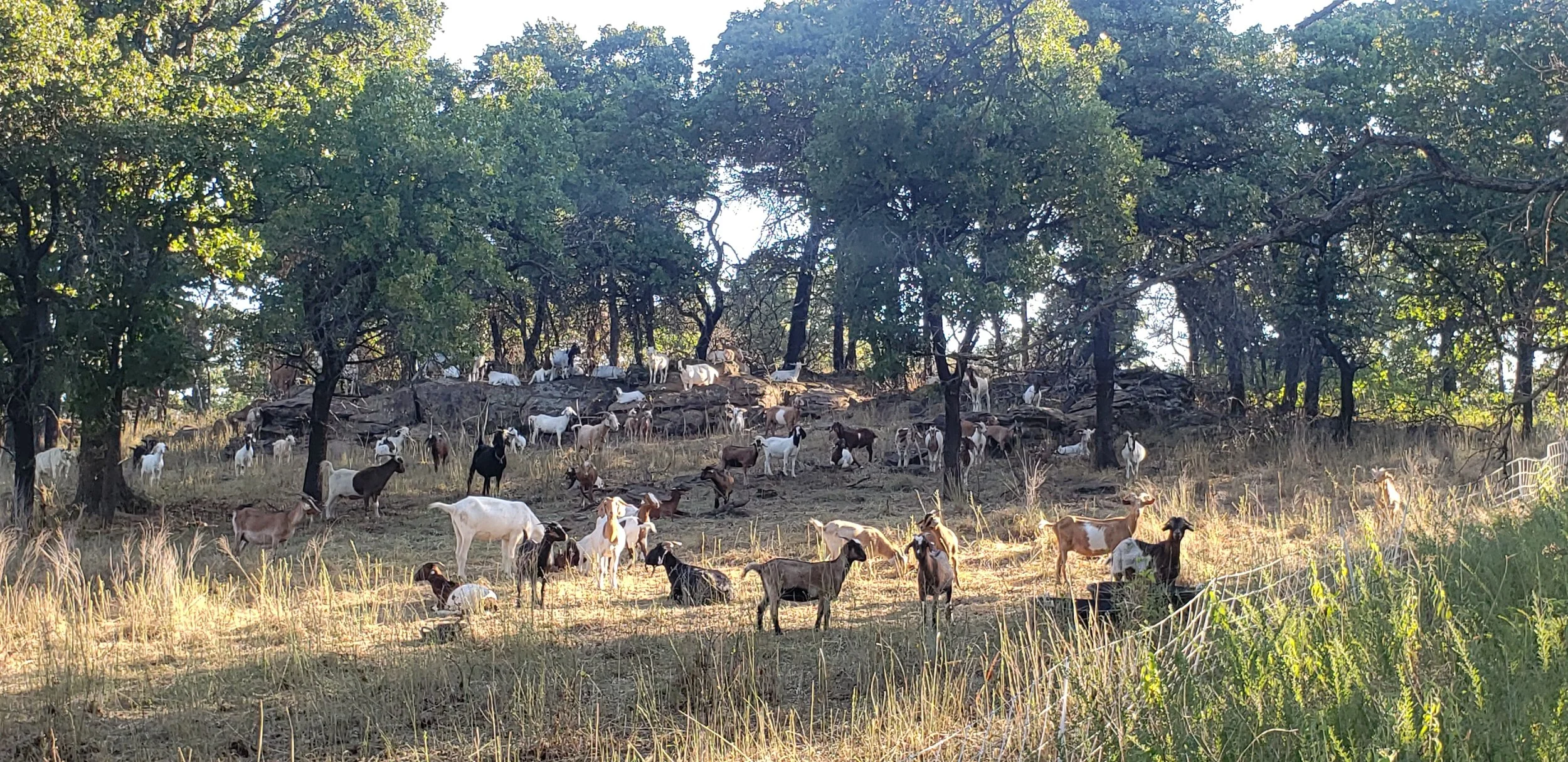 Restoration Grazing, LLC