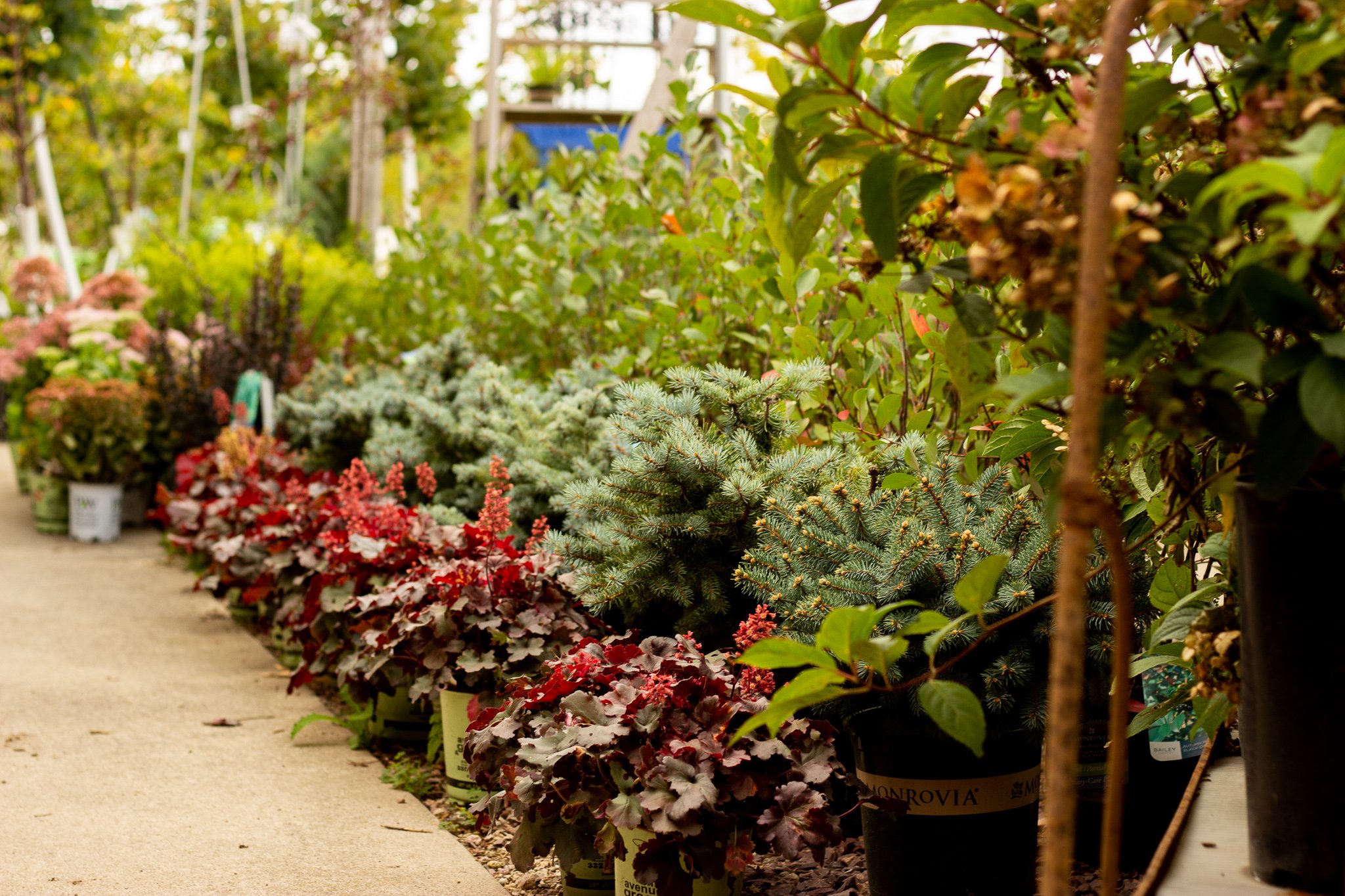Nursery — Cliff Avenue Greenhouse and Garden Center