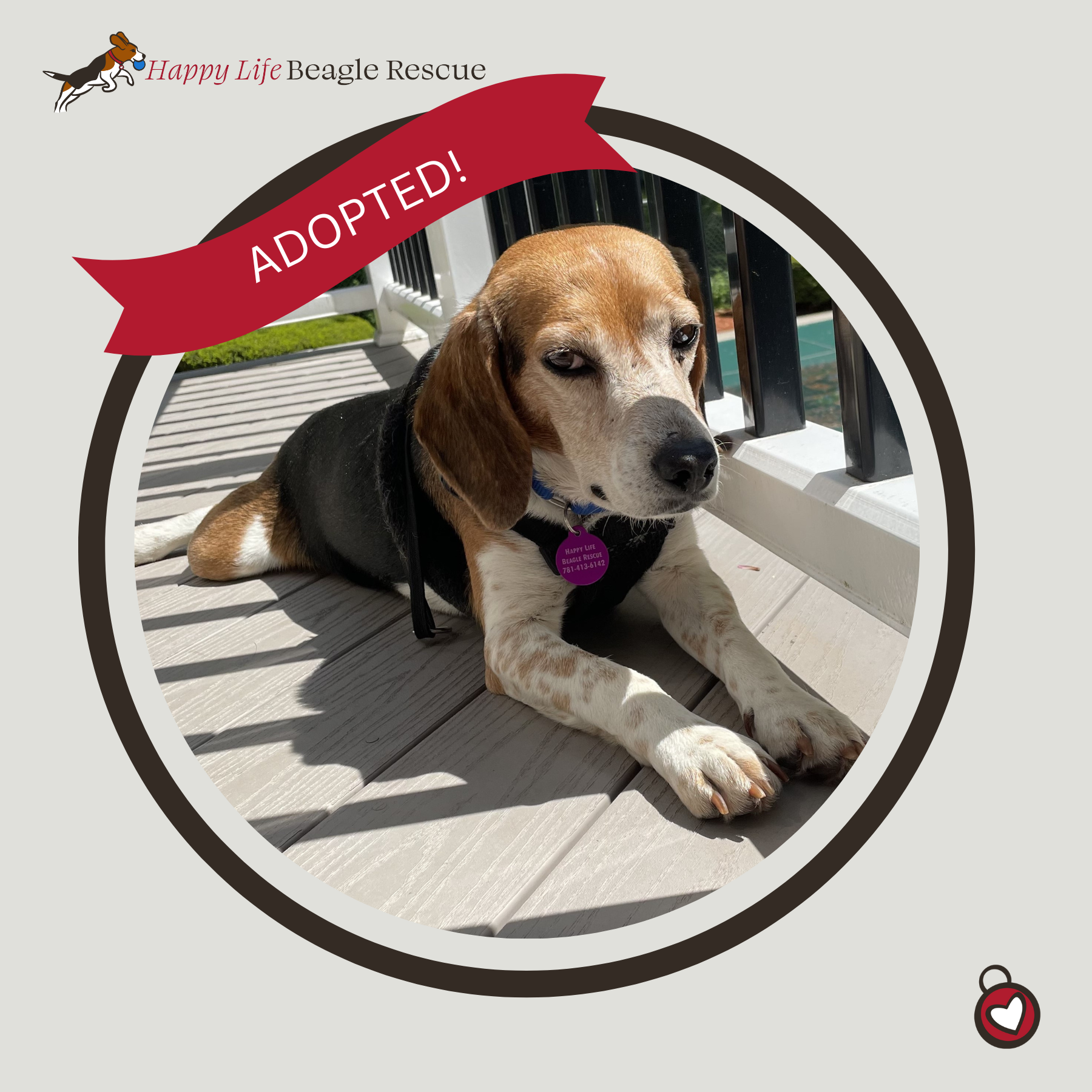 Available Dogs — Happy Life Beagle Rescue