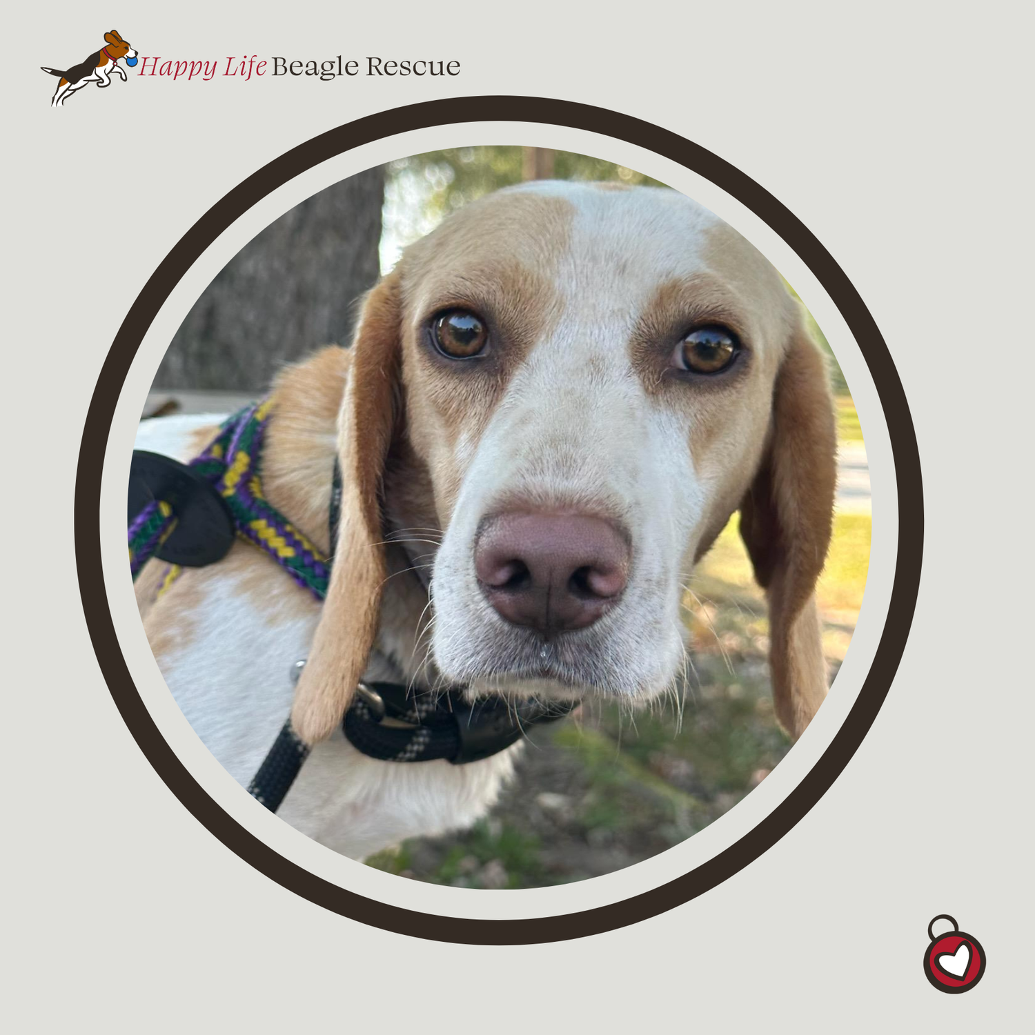 Available Dogs — Happy Life Beagle Rescue